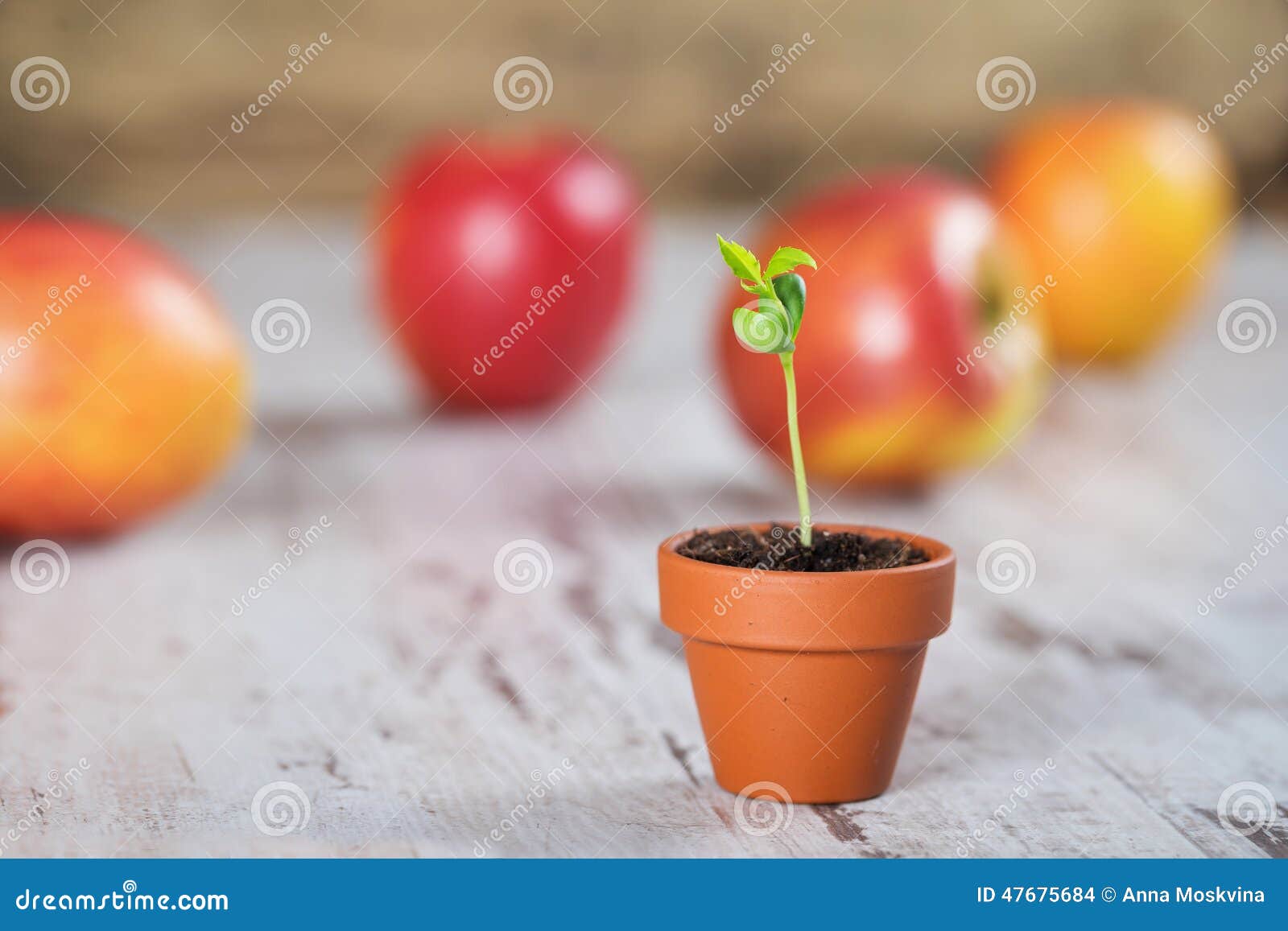 Apple sprout stock photo. Image of healthy, garden, growth - 47675684