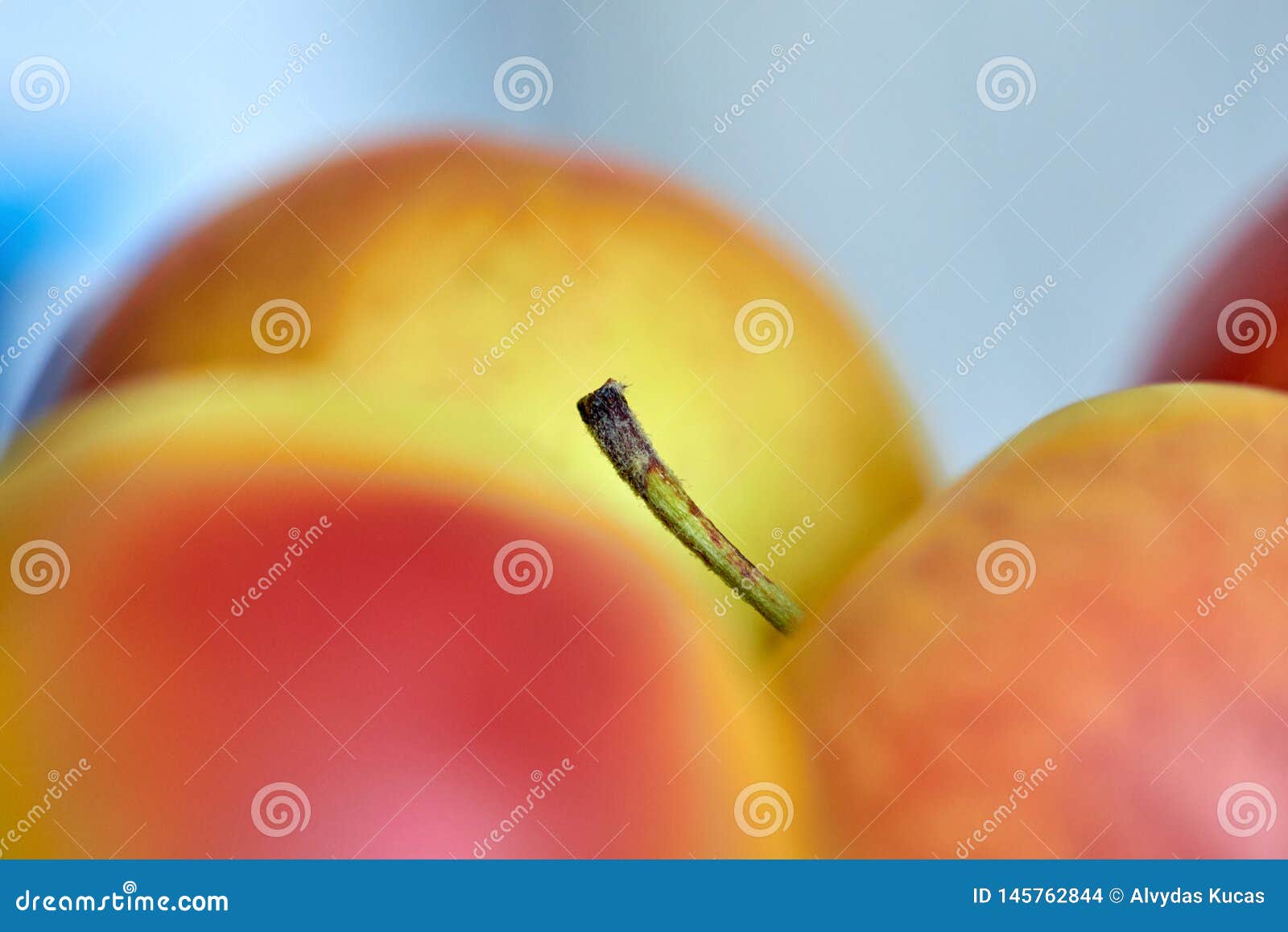 Apple Stalk.Macro.Apple Stalk Macro Photo. Stock Photo - Image of food ...