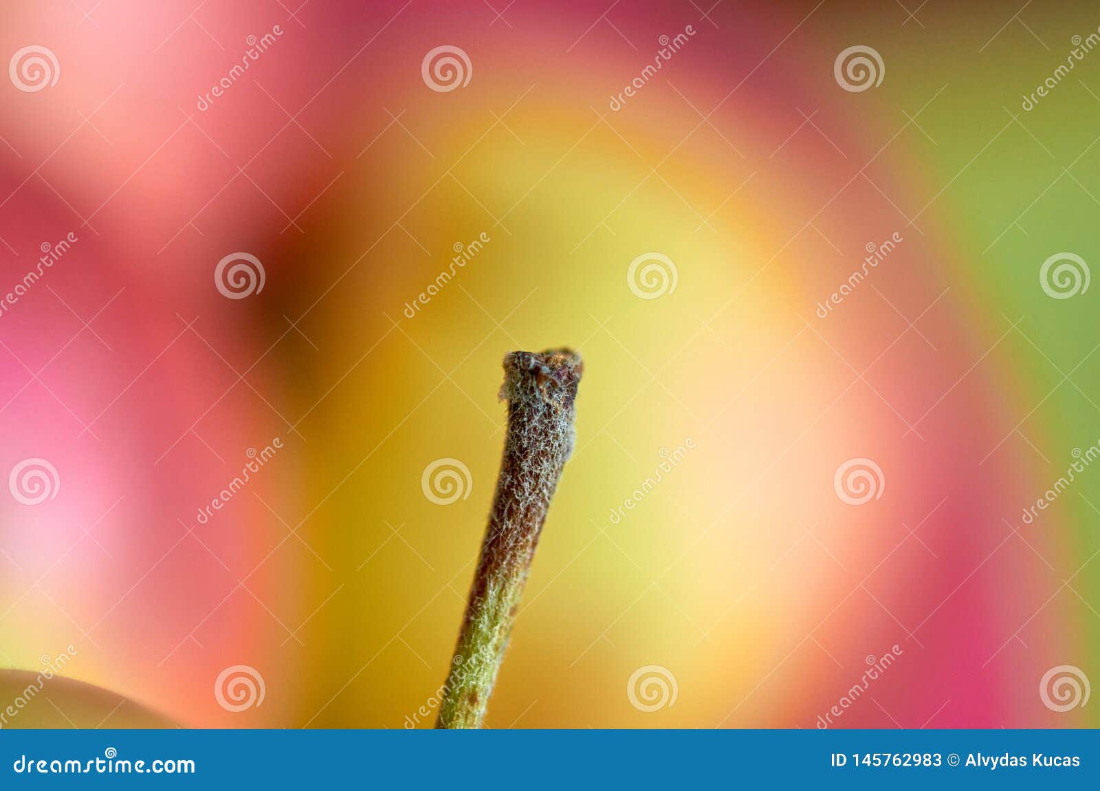 Apple Stalk.Macro.Apple Stalk Macro Photo. Stock Image - Image of ...