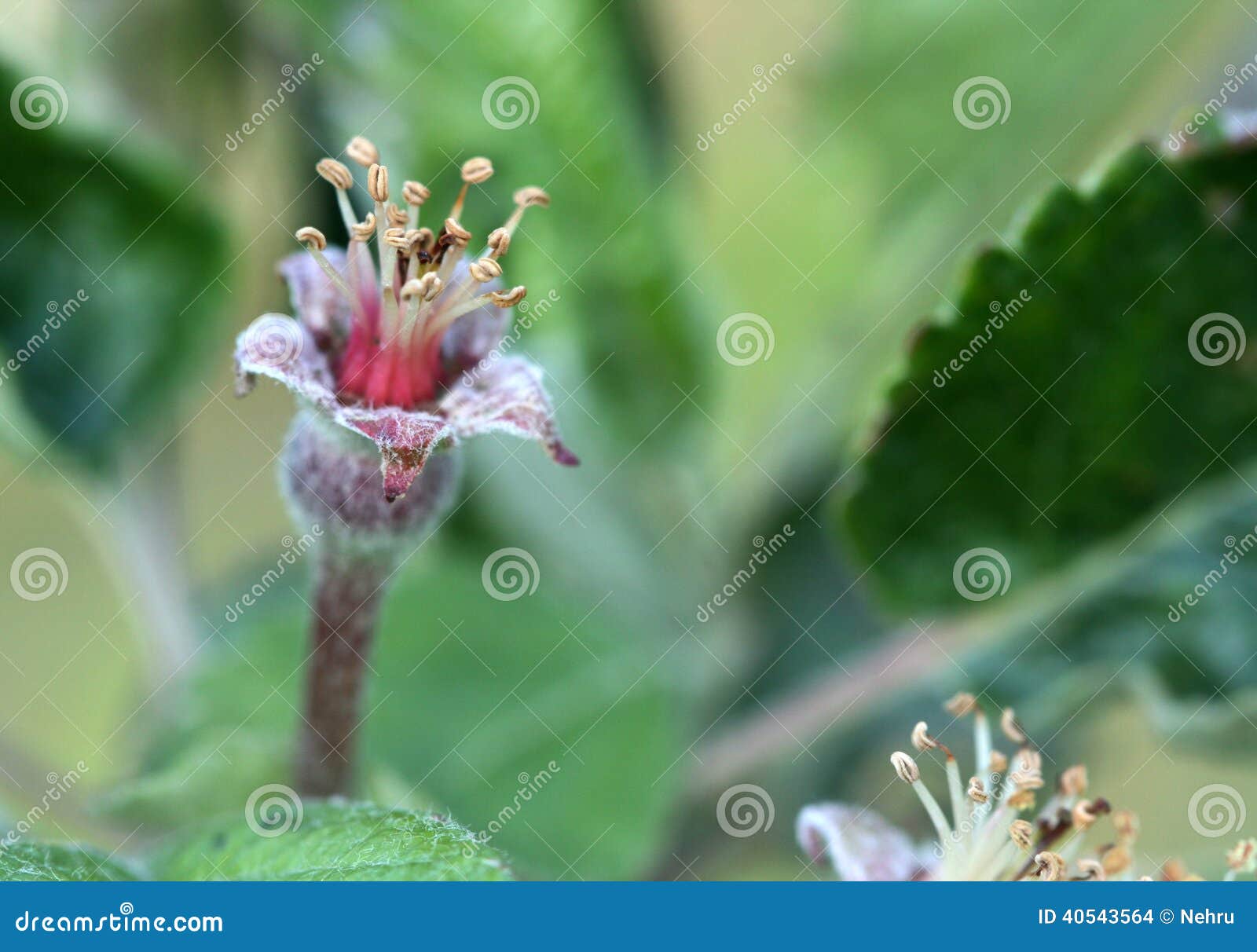 Apple stamens, macro stock photo. Image of growth, april - 40543564