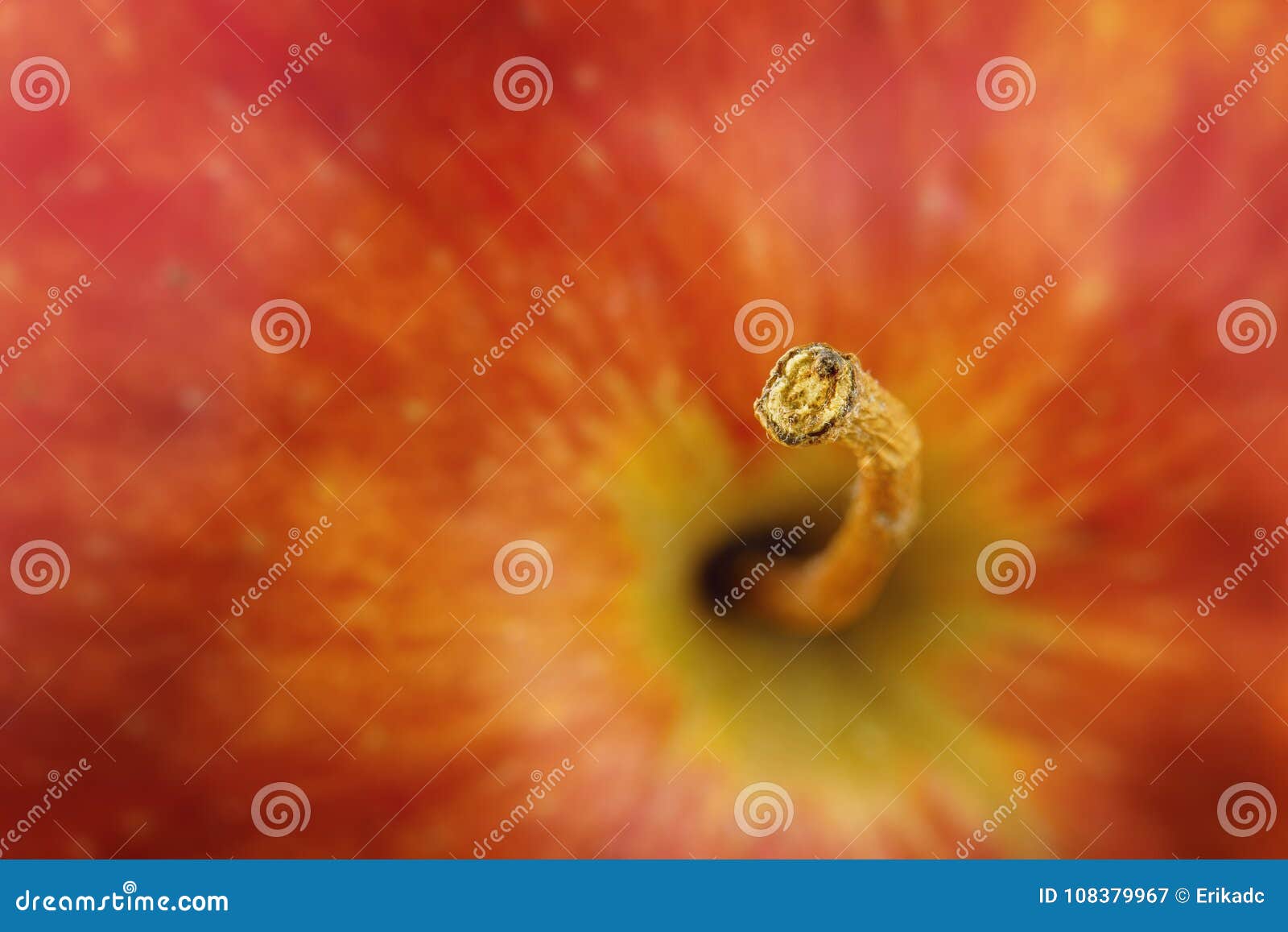 Apple stem macro stock image. Image of organic, apple - 108379967