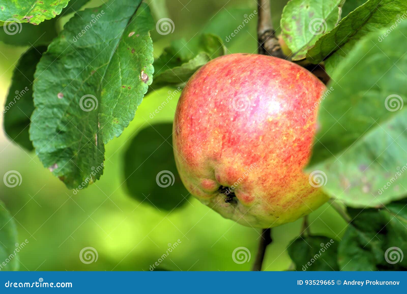 Apple. Summer garden stock image. Image of harvesting - 93529665