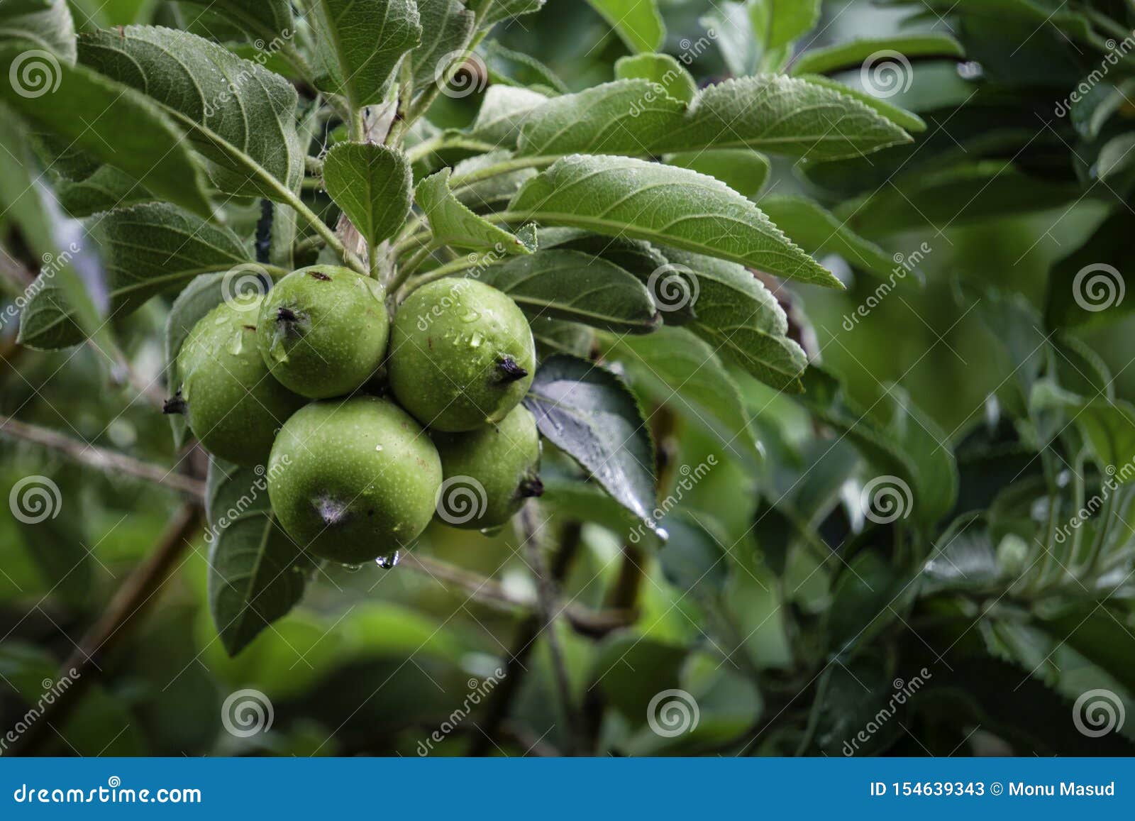 An Apple Is A Sweet, Edible Fruit Produced By An Apple Tree Malus ...