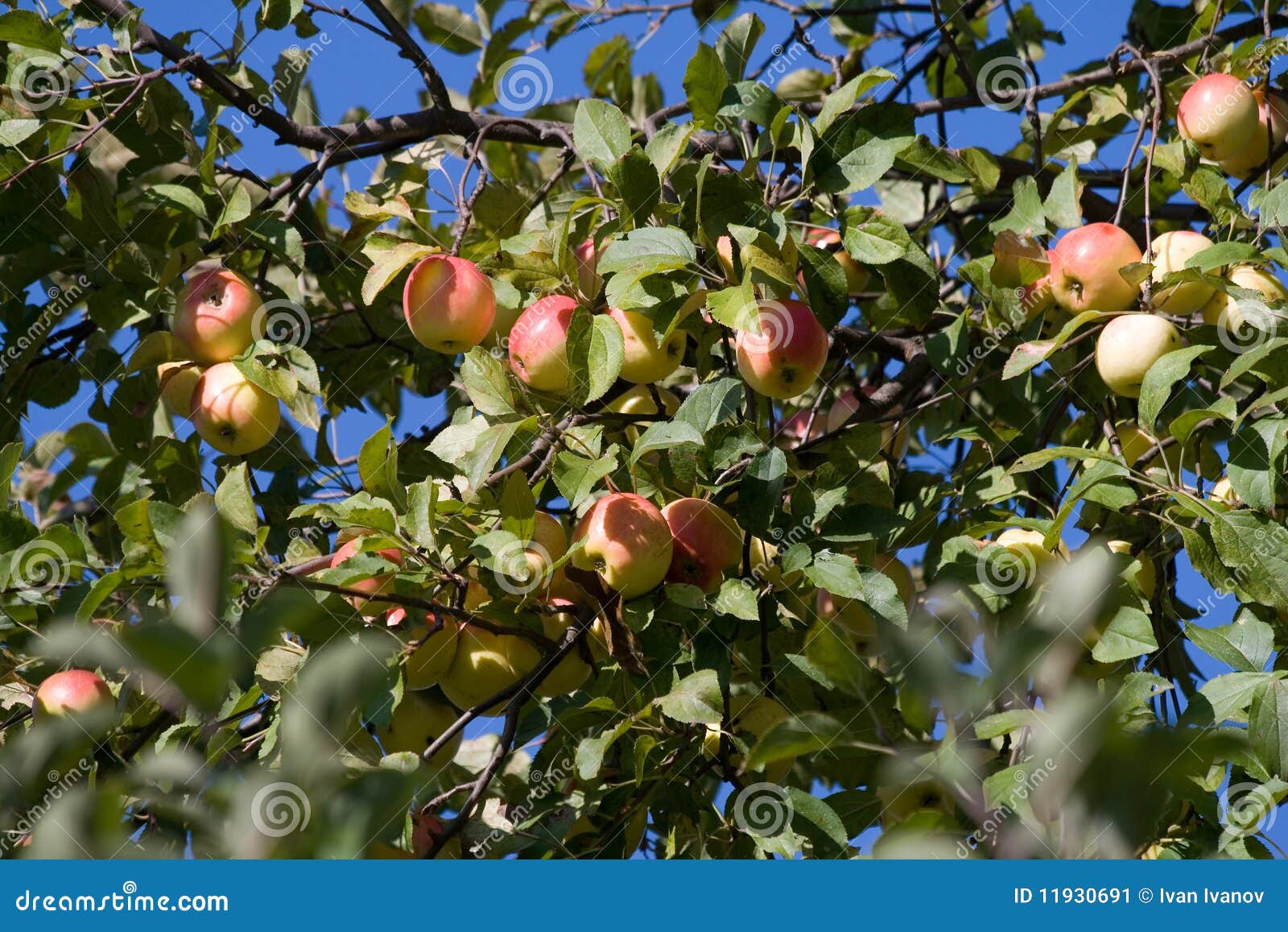 Apple three stock image. Image of healthy, branch, harvest - 11930691