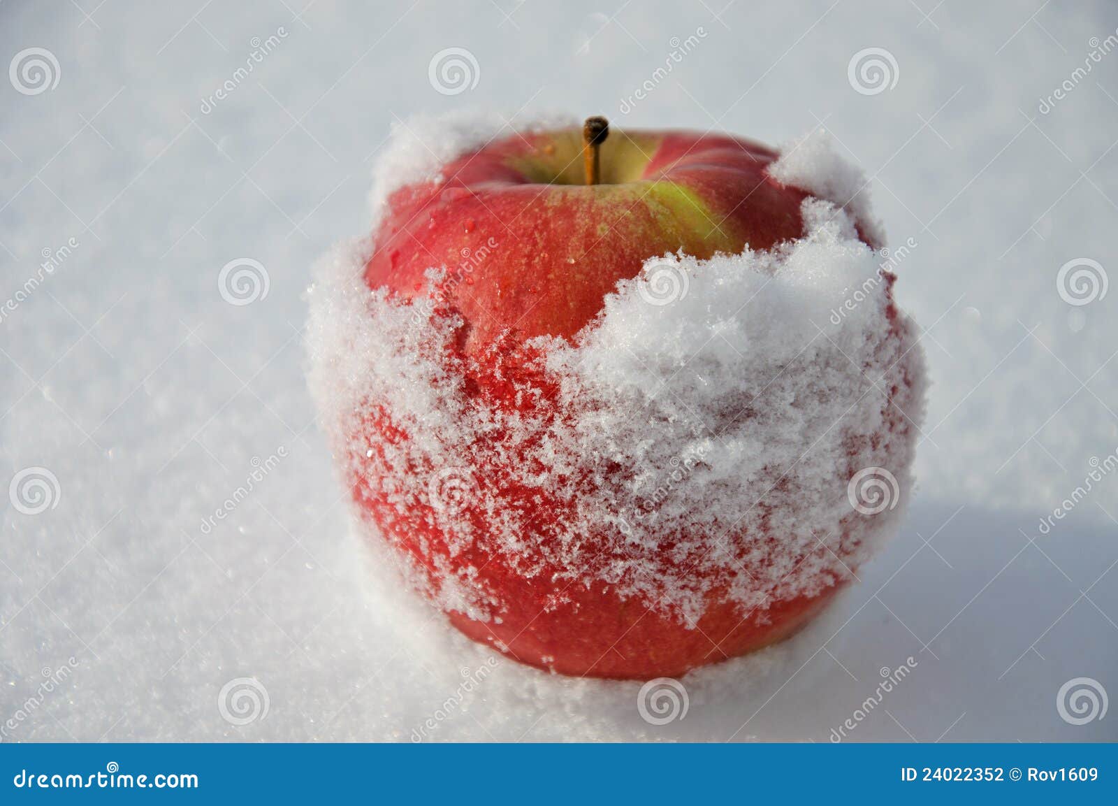 Apple in to snow stock photo. Image of bright, nutrition - 24022352