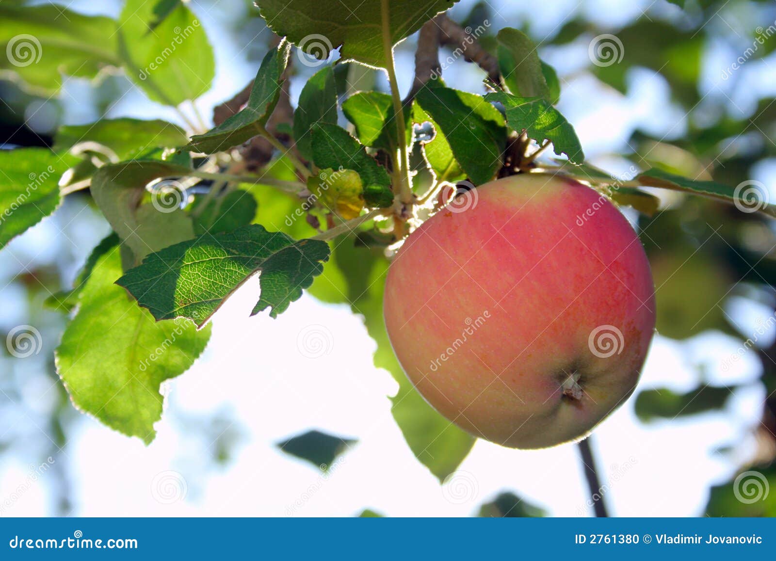 Apple on the tree 05 stock photo. Image of wood, food - 2761380