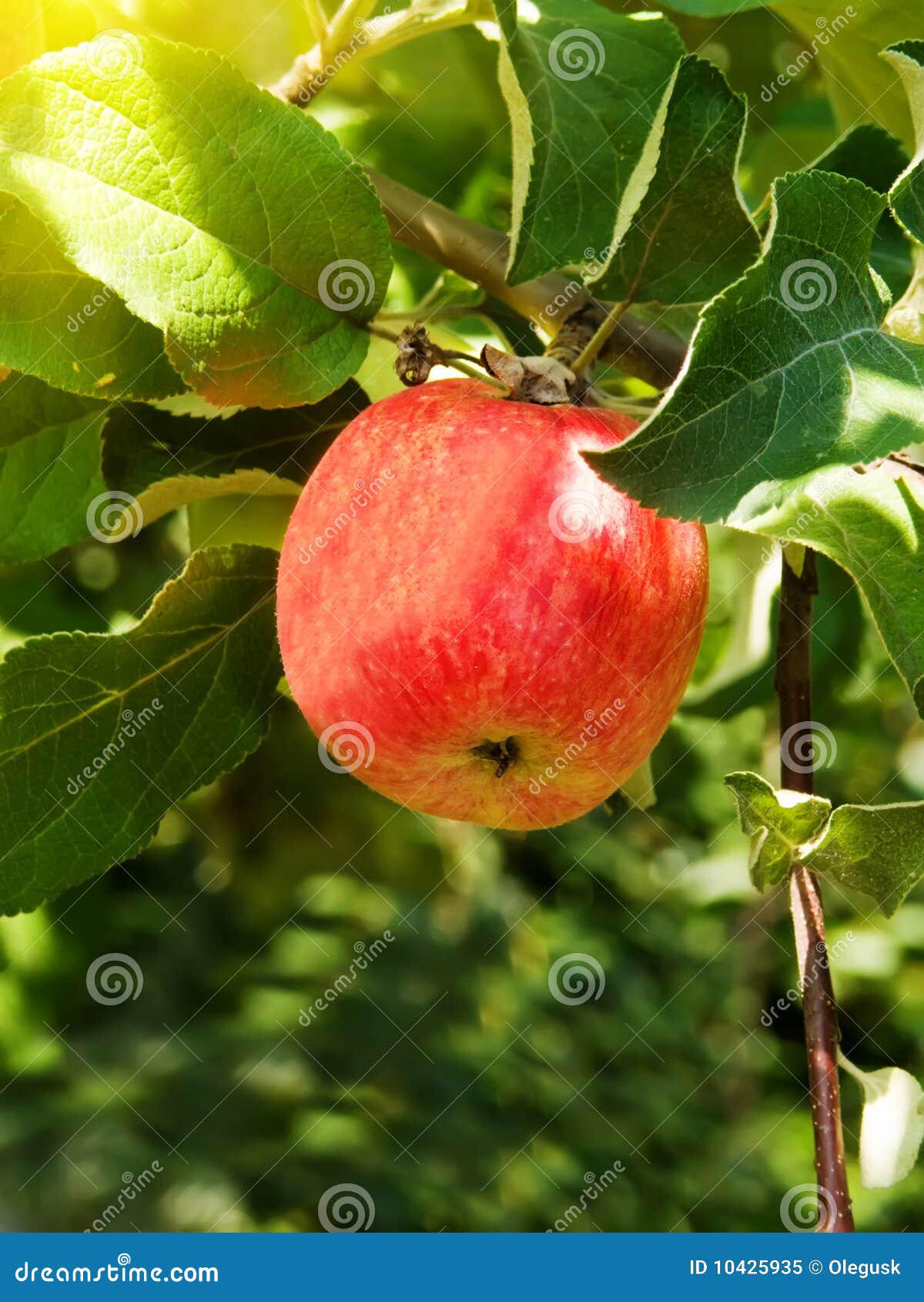 Apple on a tree stock image. Image of light, season, plantation - 10425935