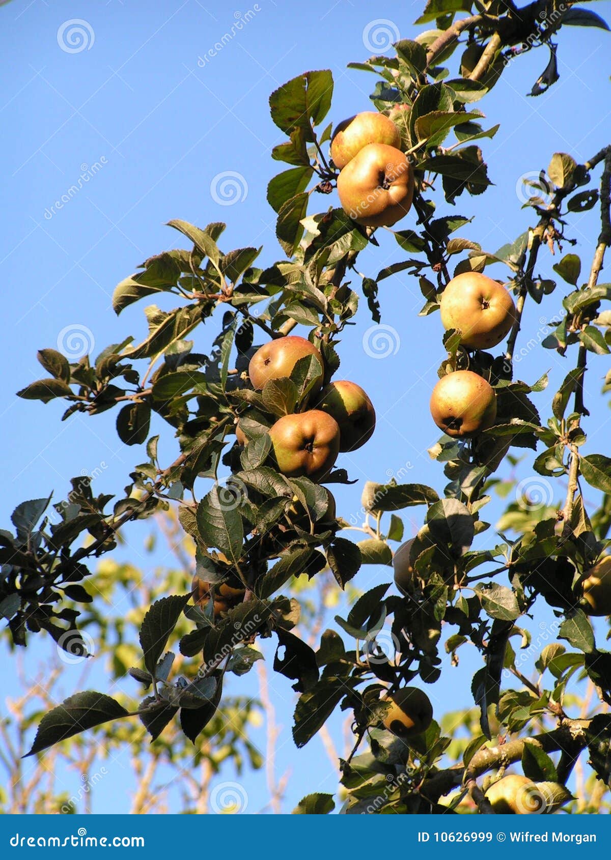 Apple tree stock image. Image of harvest, fruit, fall - 10626999