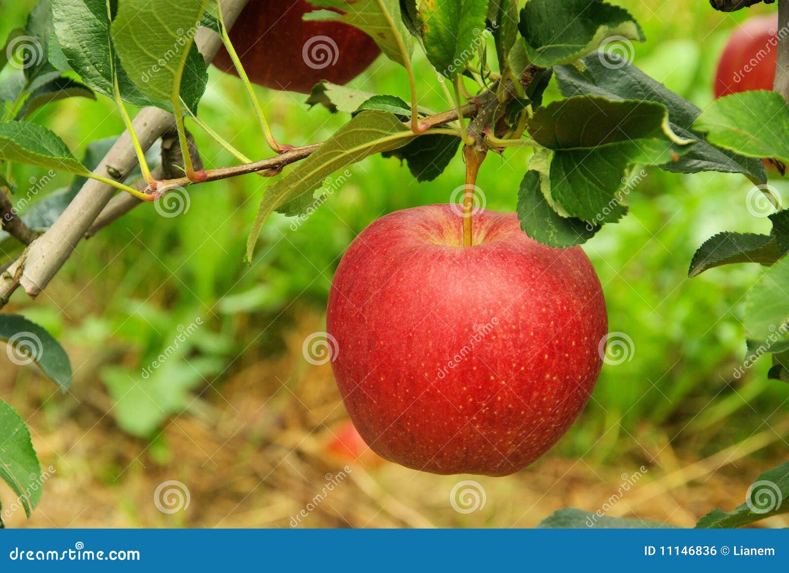 Apple on tree stock photo. Image of food, tree, juicy - 11146836