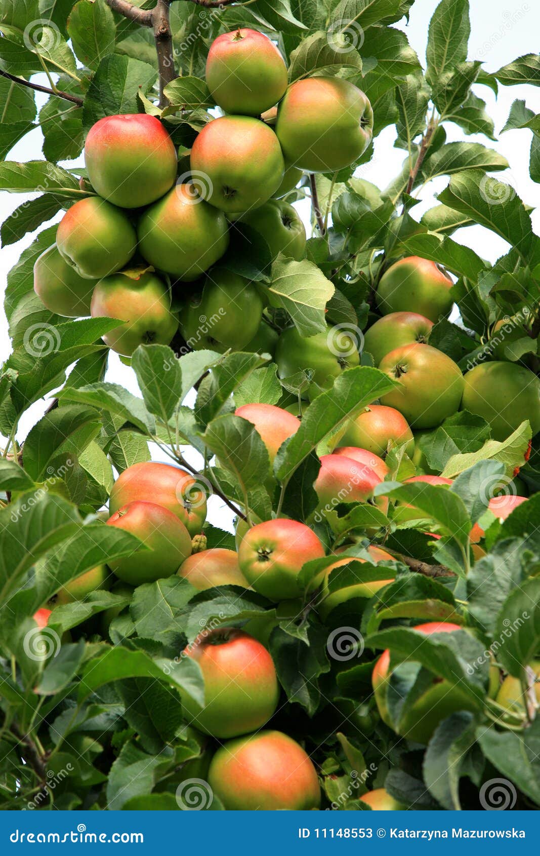 Apple tree. stock image. Image of farms, isolated, frame - 11148553