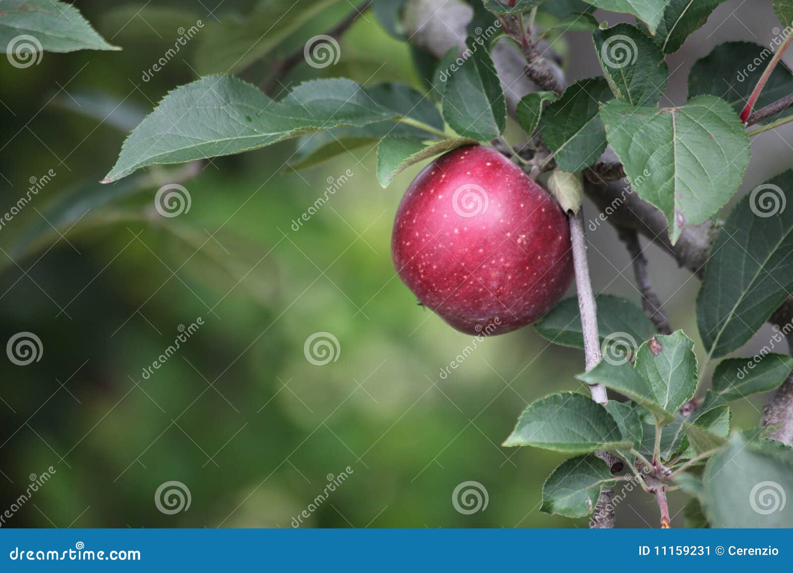 Apple Tree stock image. Image of orchard, organic, branch - 11159231