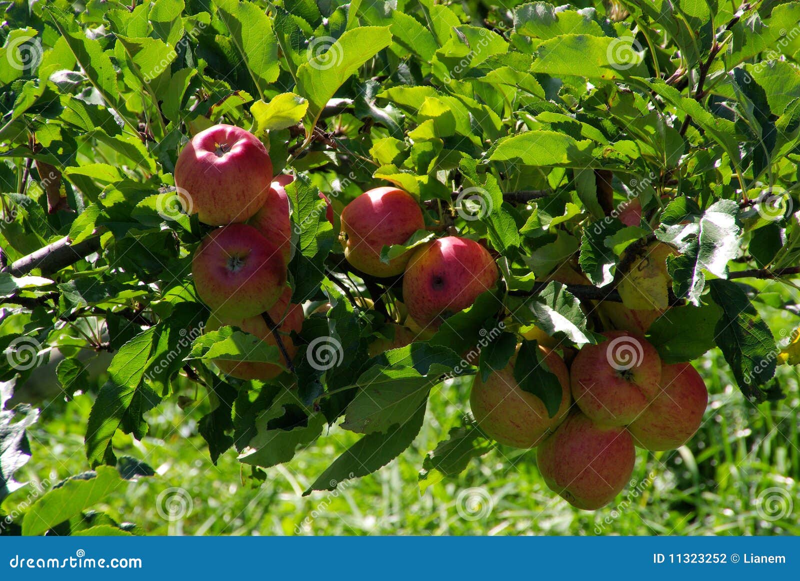 Apple on tree stock photo. Image of color, harvest, branch - 11323252