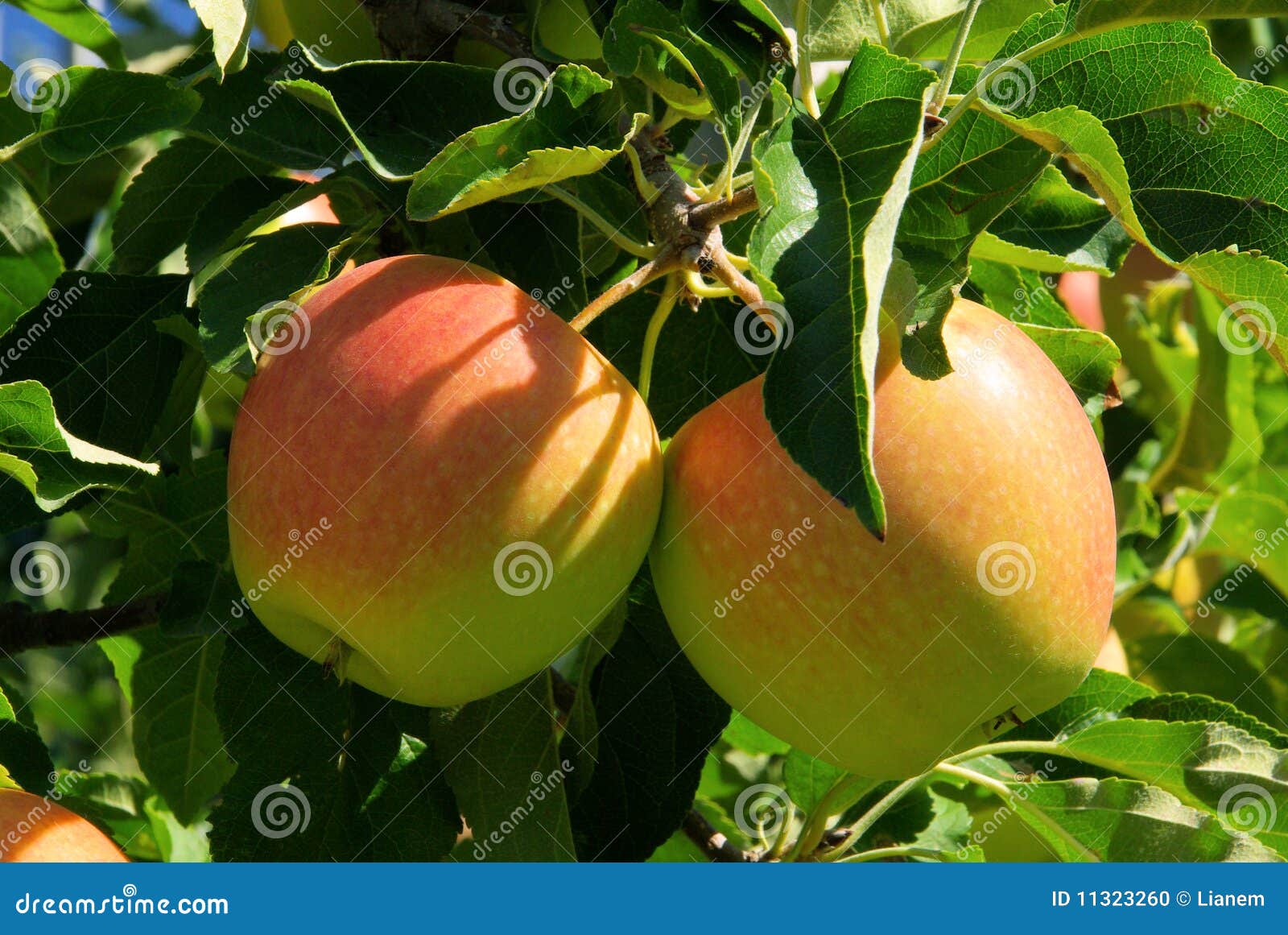 Apple on tree stock photo. Image of branch, fall, agriculture - 11323260