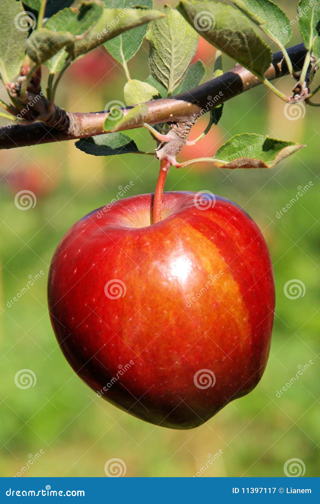 Apple on tree stock image. Image of plant, summer, grow - 11397117