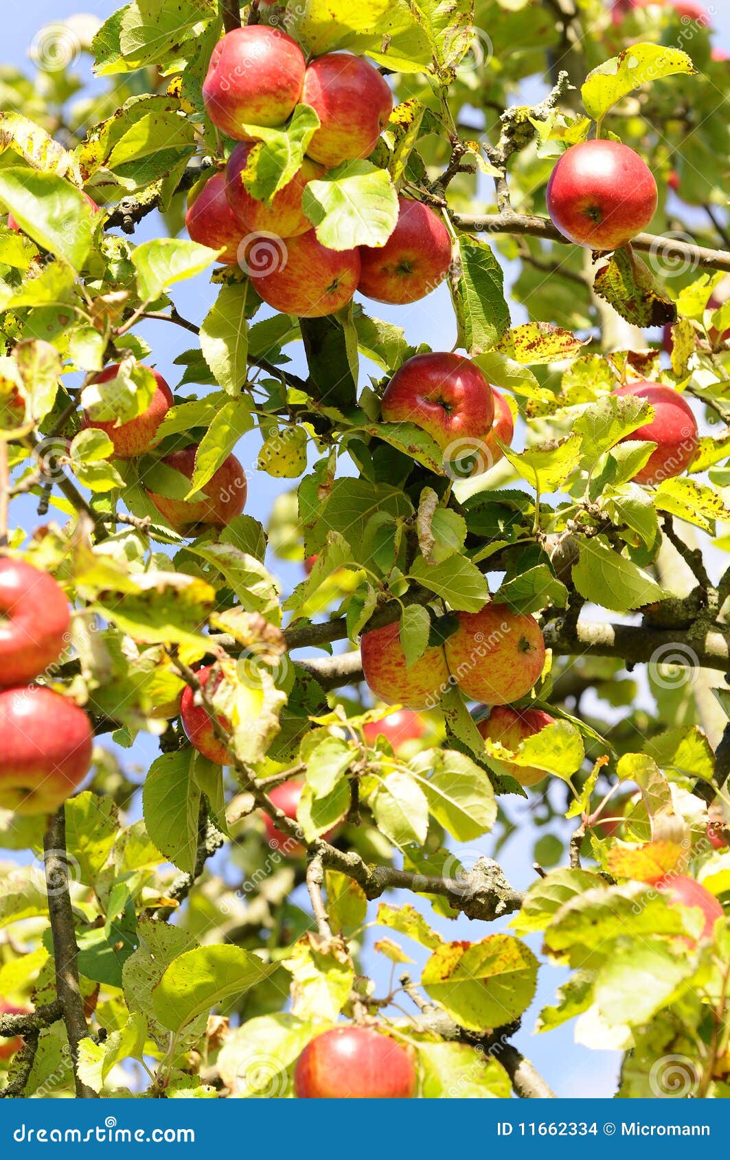 Apple tree stock photo. Image of health, healthy, fruit - 11662334