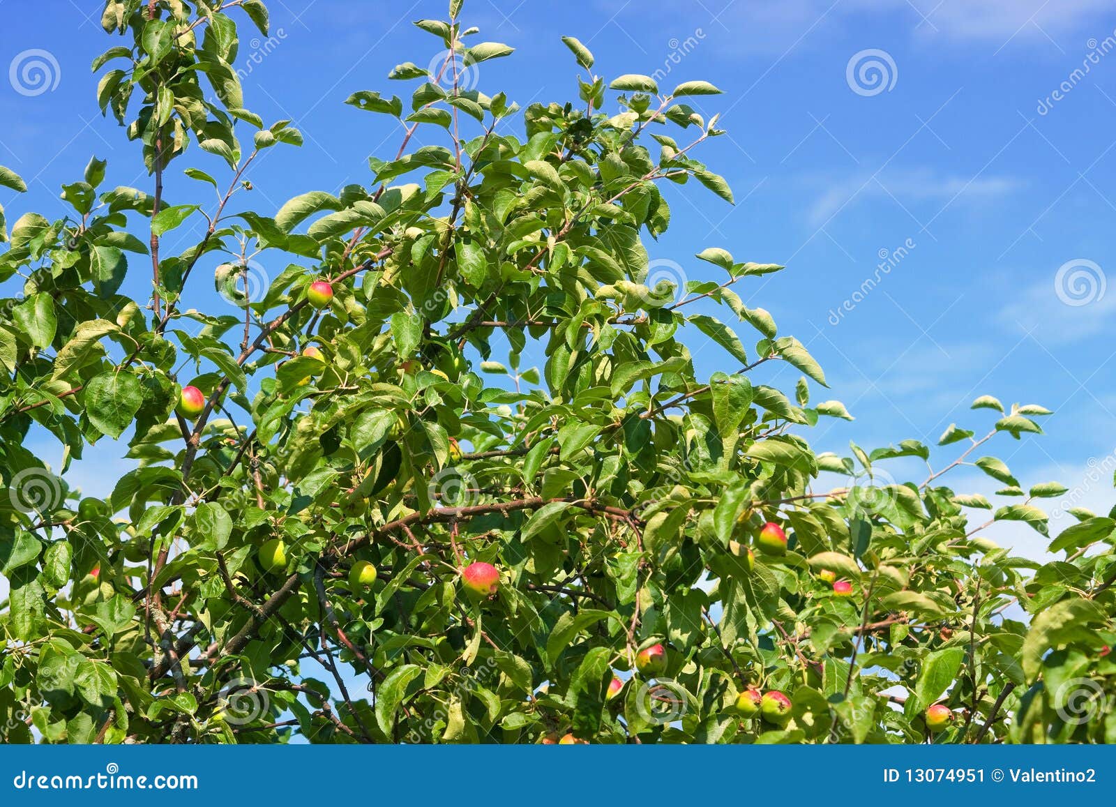 Apple on tree stock image. Image of fresh, fruit, freshness - 13074951