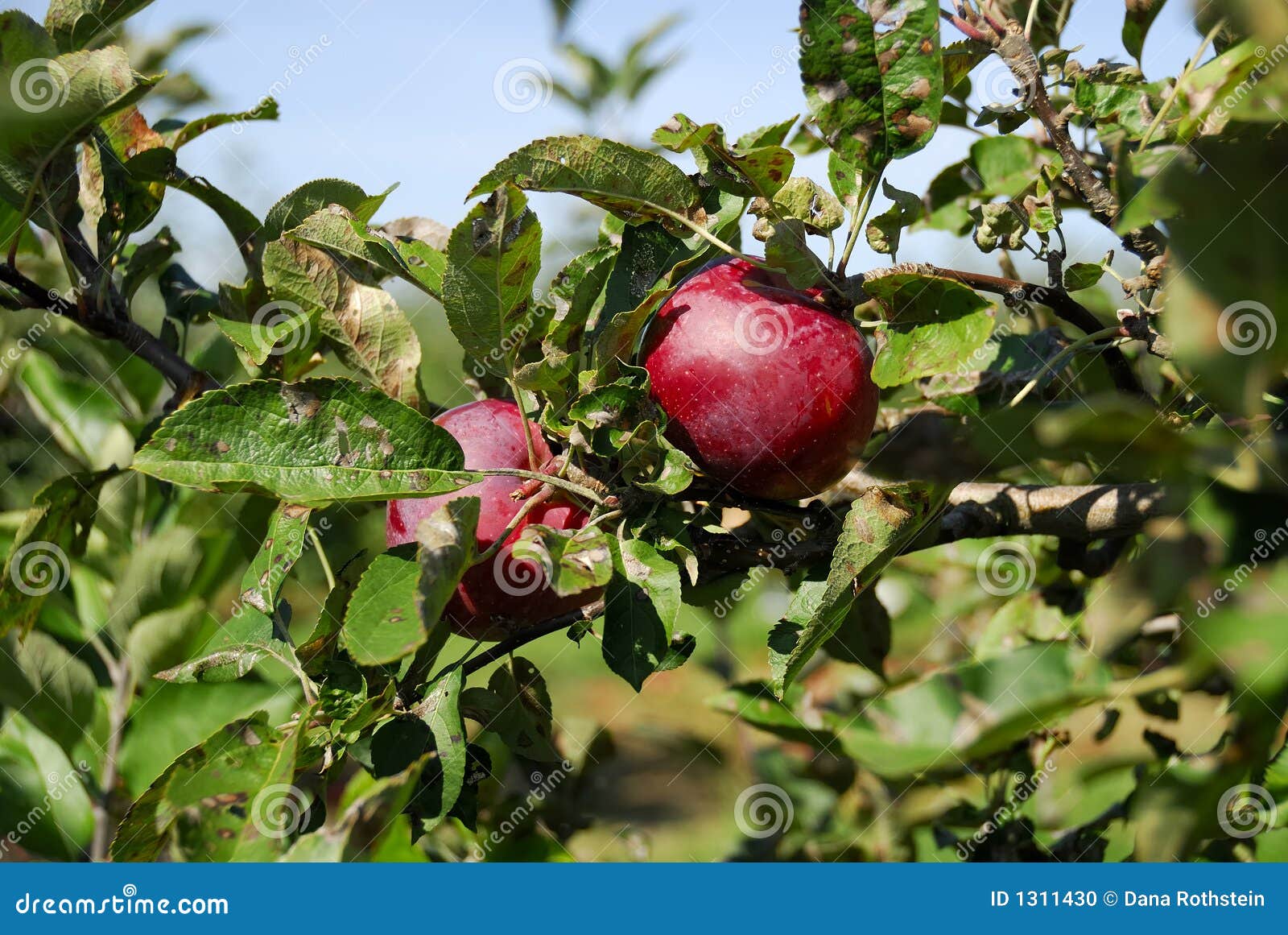 Apple Tree stock photo. Image of vine, farm, harvest, garden - 1311430