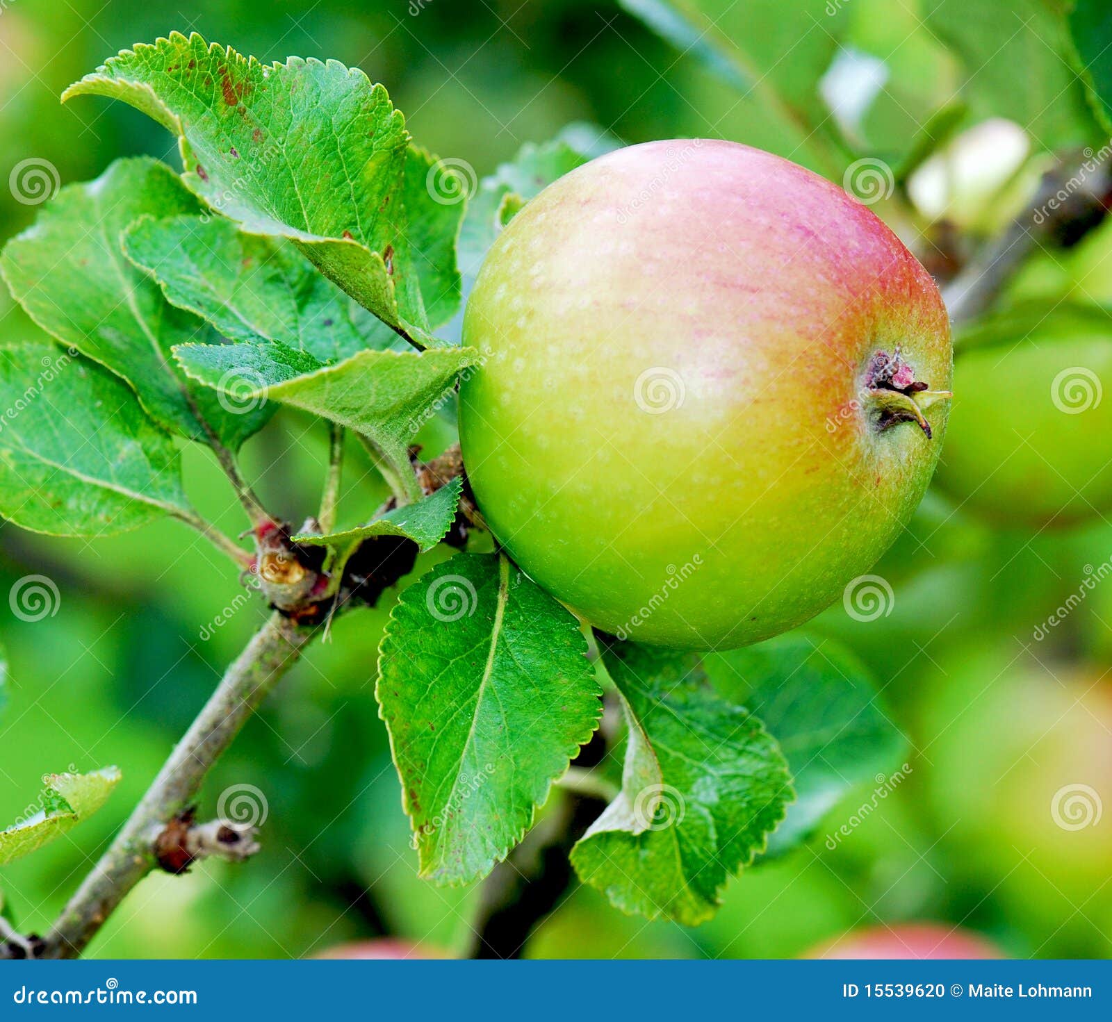 Apple tree stock photo. Image of colour, fruity, plants - 15539620