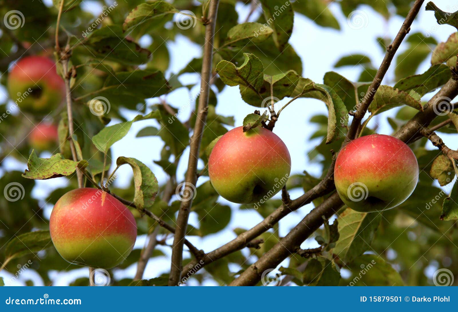 Apple on the tree stock image. Image of garden, gardening - 15879501