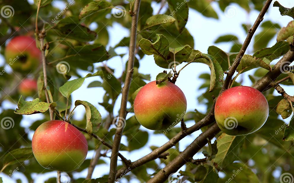 Apple on the tree stock image. Image of garden, gardening - 15879501
