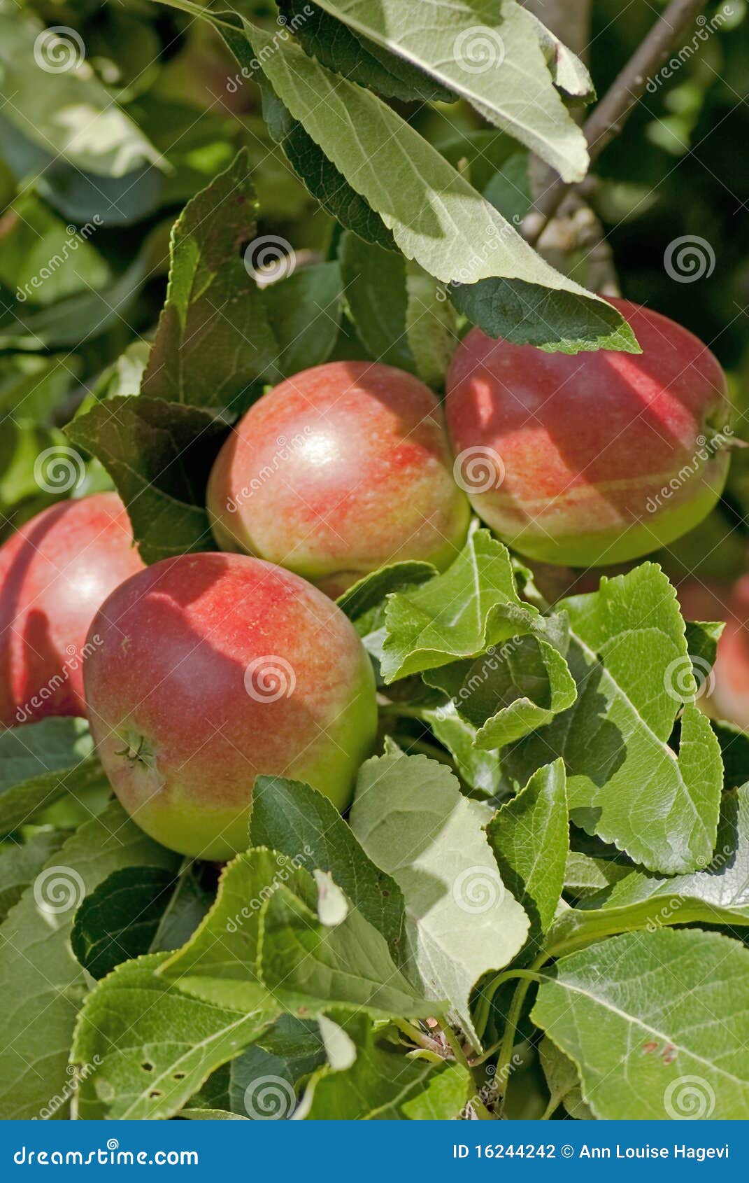 Apple tree stock photo. Image of nutritious, vertical - 16244242