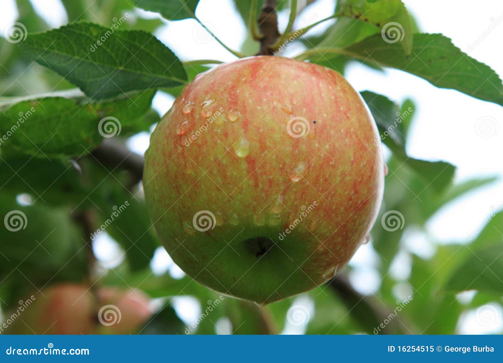 Apple on a tree stock image. Image of garden, picking - 16254515