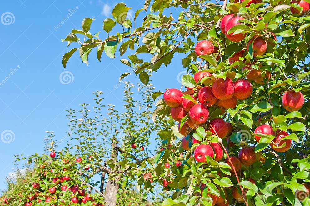 Apple Tree stock photo. Image of apple, space, autumn - 16327358