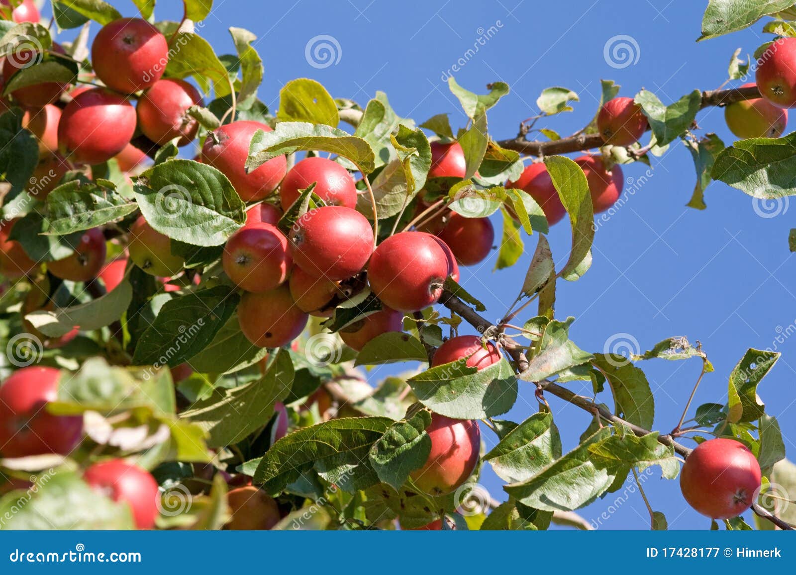Apple tree stock image. Image of vegetable, health, leaf - 17428177