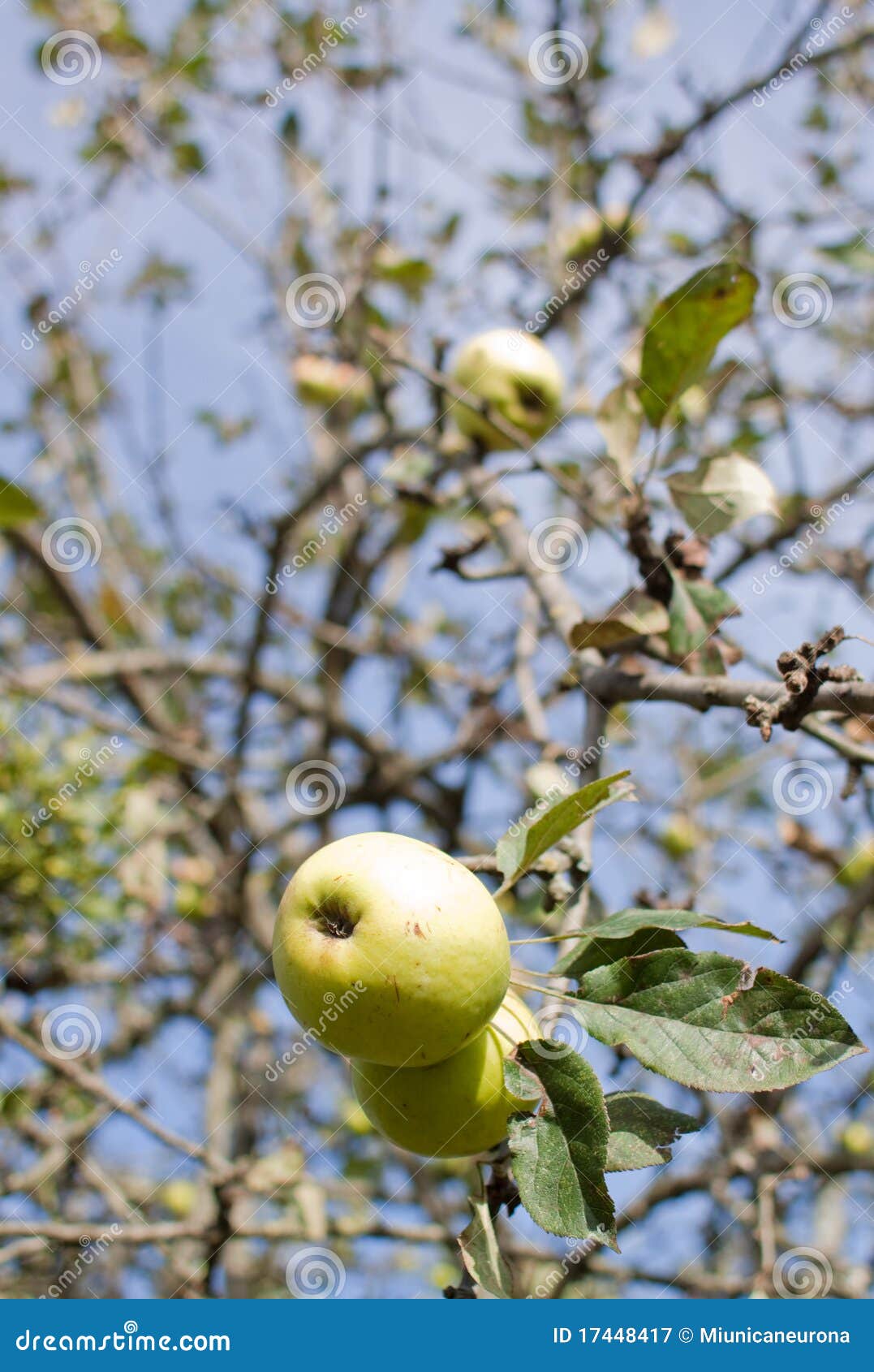 Apple Tree stock image. Image of green, produce, outside - 17448417