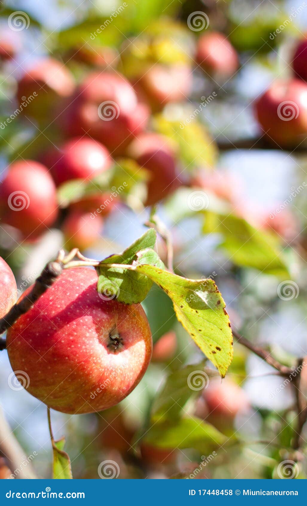 Apple Tree stock photo. Image of outdoors, lone, nature - 17448458