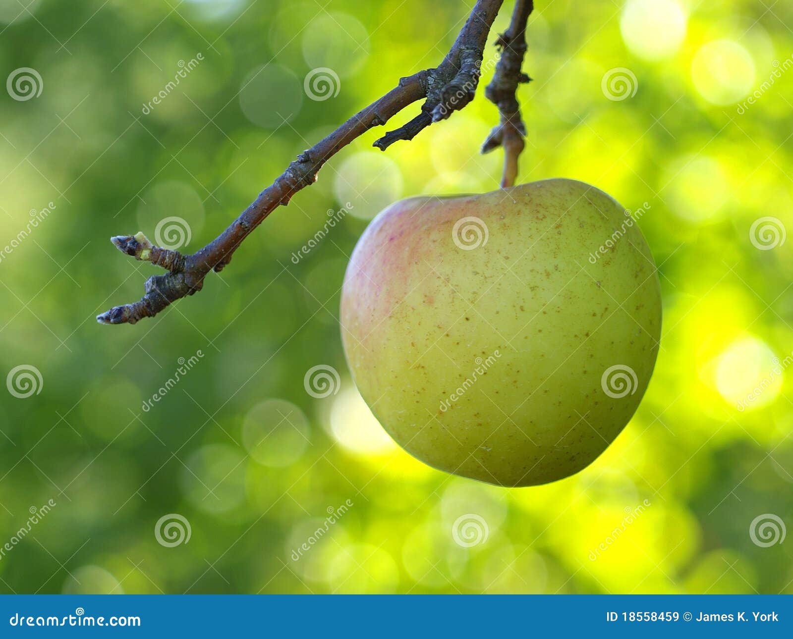 Apple on tree stock image. Image of agriculture, sauce - 18558459