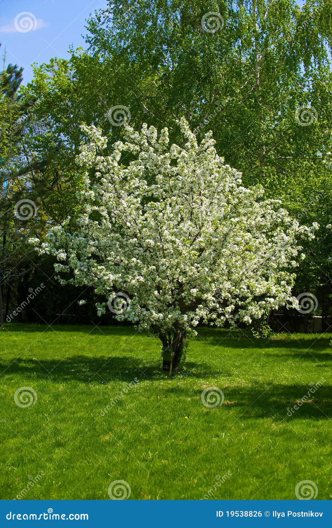 Apple tree stock photo. Image of fresh, nature, beauty - 19538826
