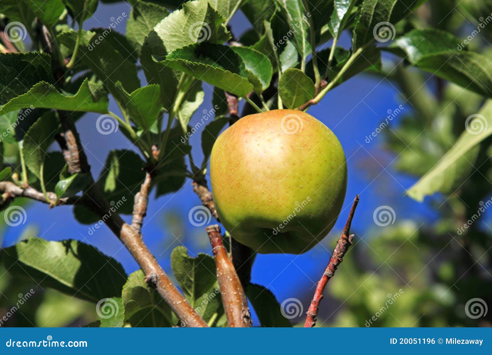Apple Tree stock photo. Image of tree, stems, sunny, bunch - 20051196