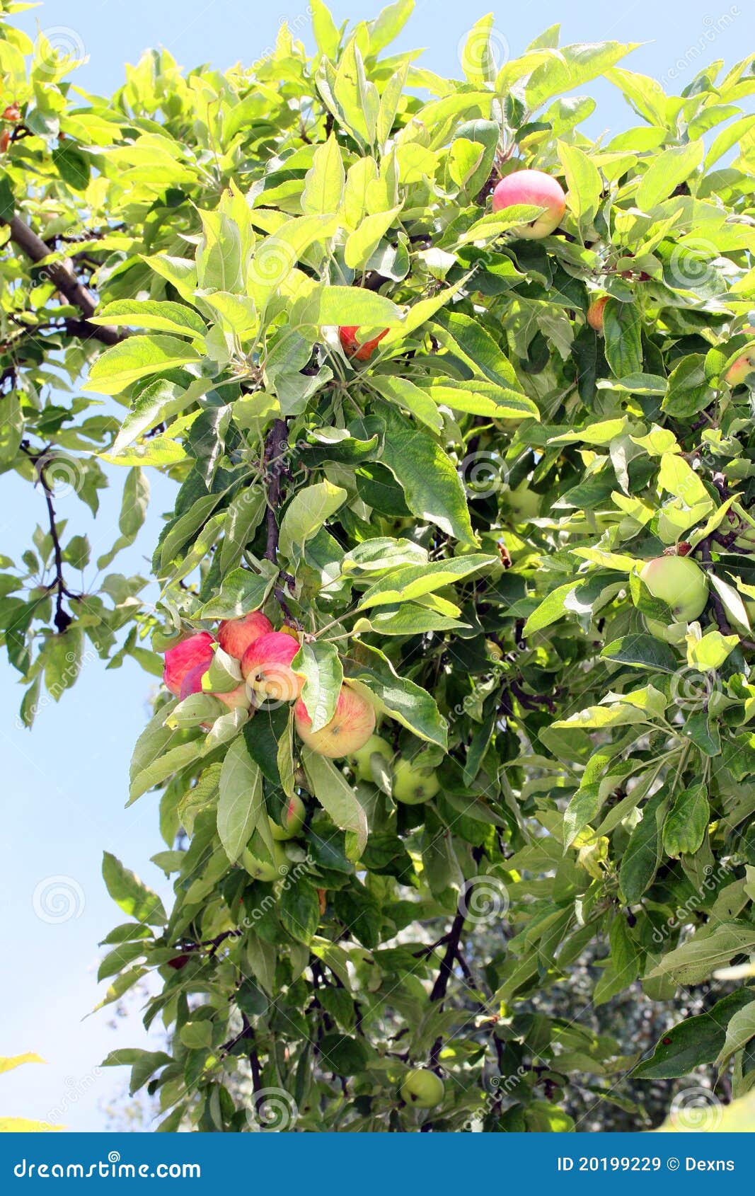 Apple on the tree stock image. Image of tree, closeup - 20199229