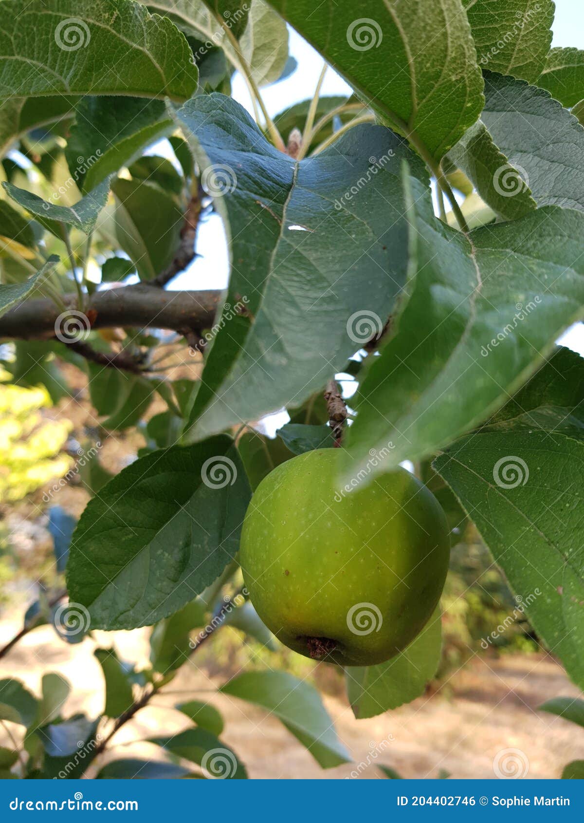 Apple in tree stock photo. Image of leaf, autumn, food - 204402746