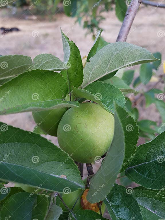 Apple in tree stock photo. Image of branch, citrus, produce - 204402752