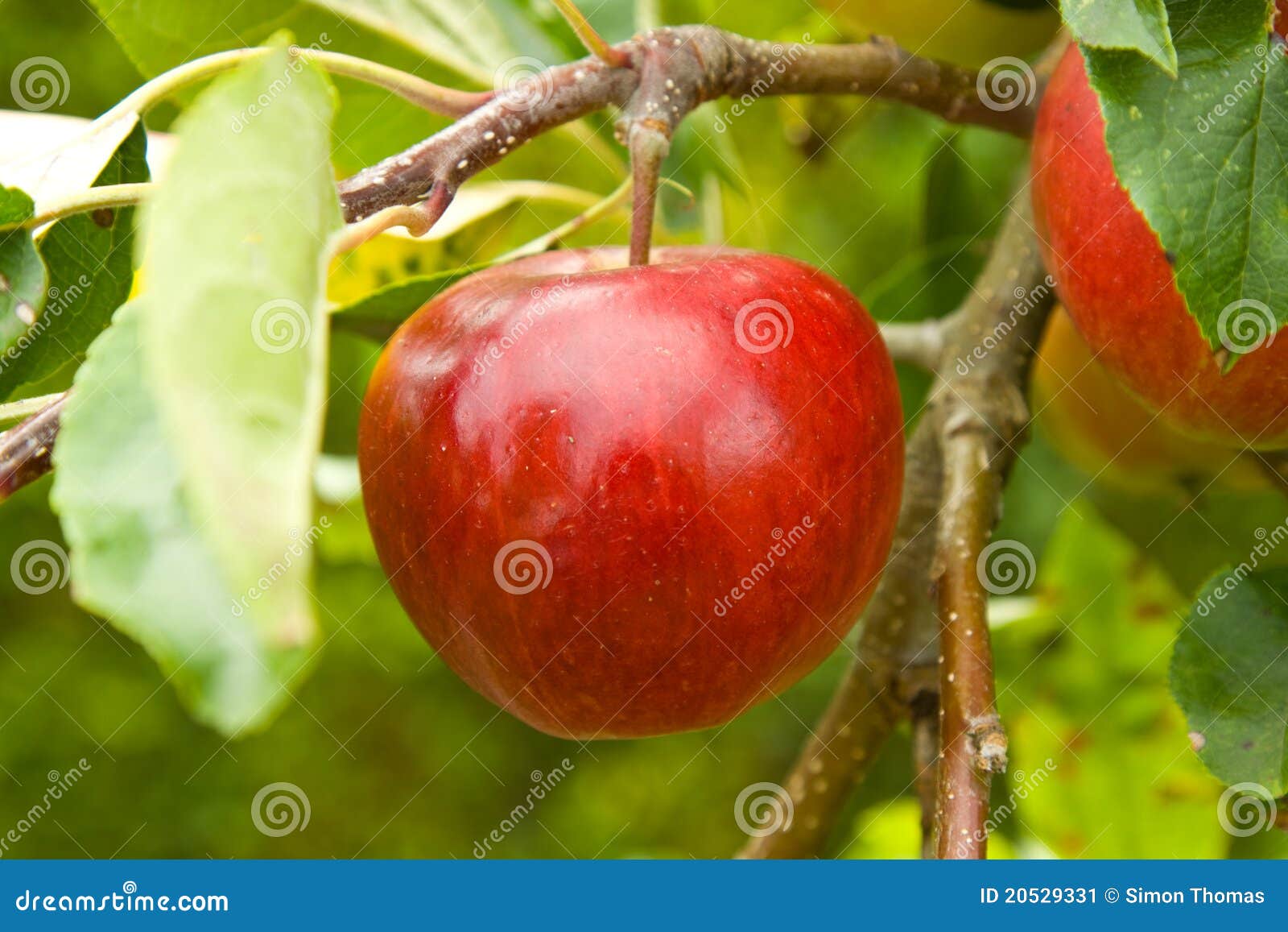 Apple on Tree stock image. Image of branch, trees, fruit - 20529331