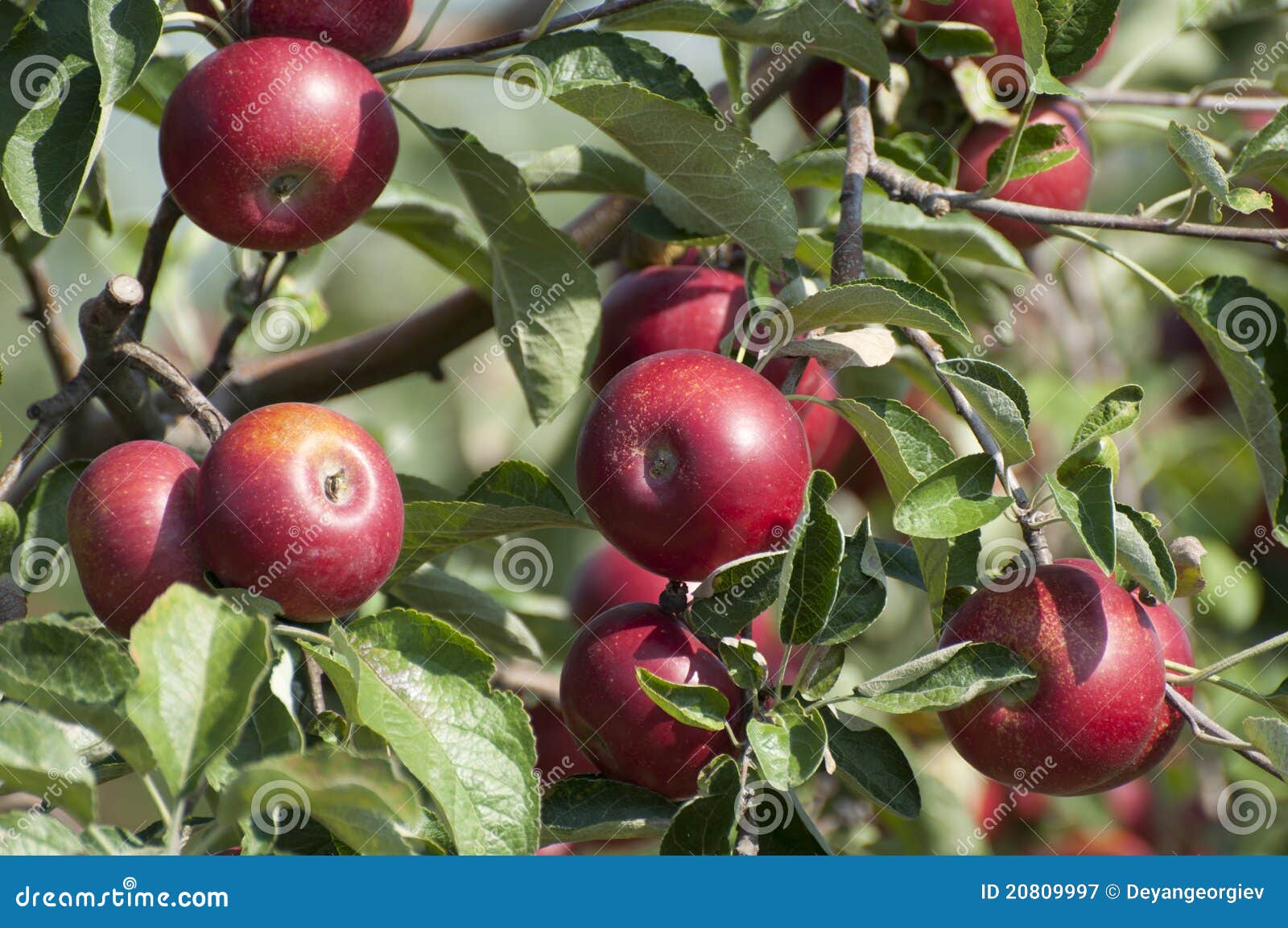 Apple tree stock image. Image of autumn, freshness, nature - 20809997