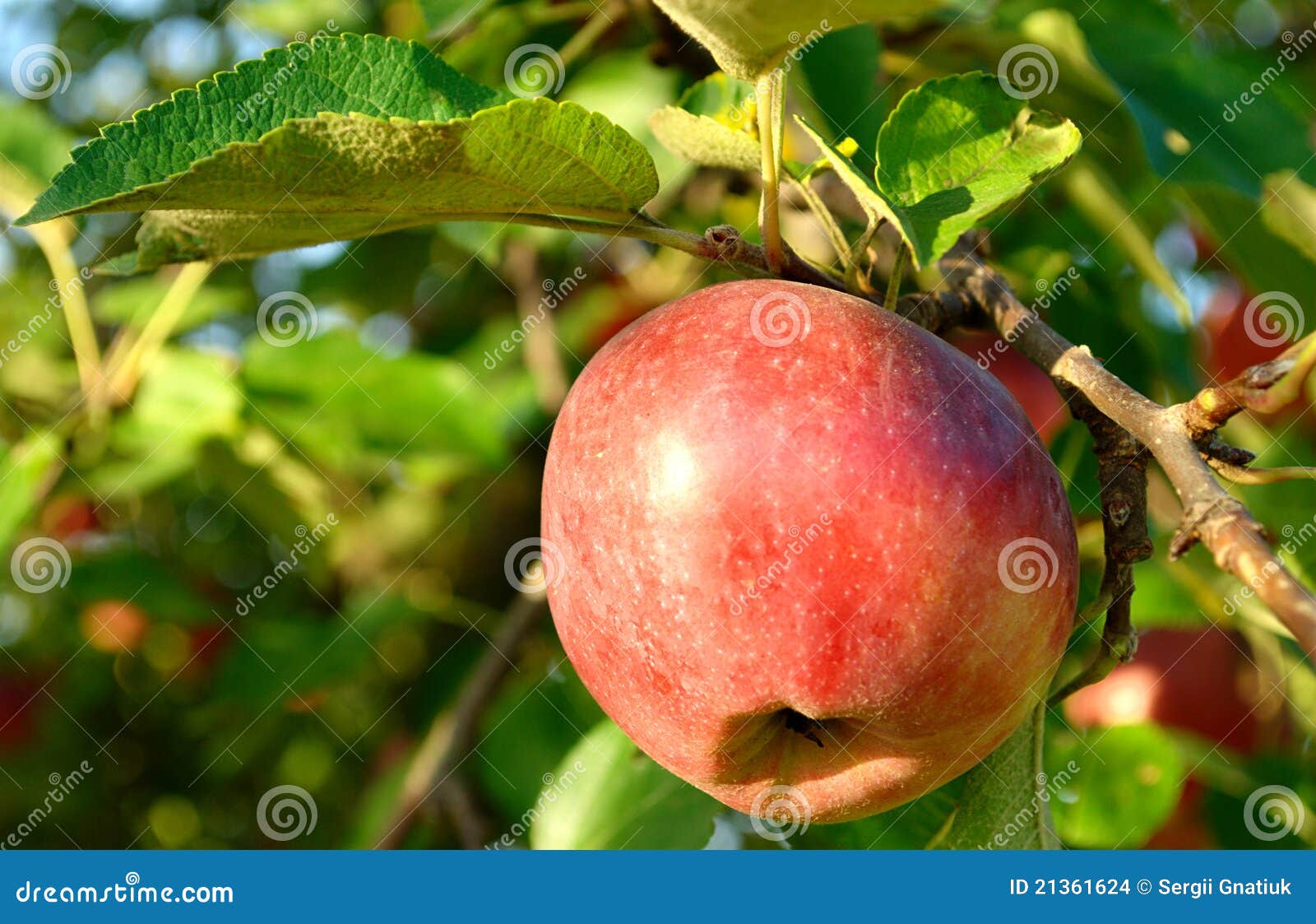 Apple on the tree stock photo. Image of autumn, background - 21361624
