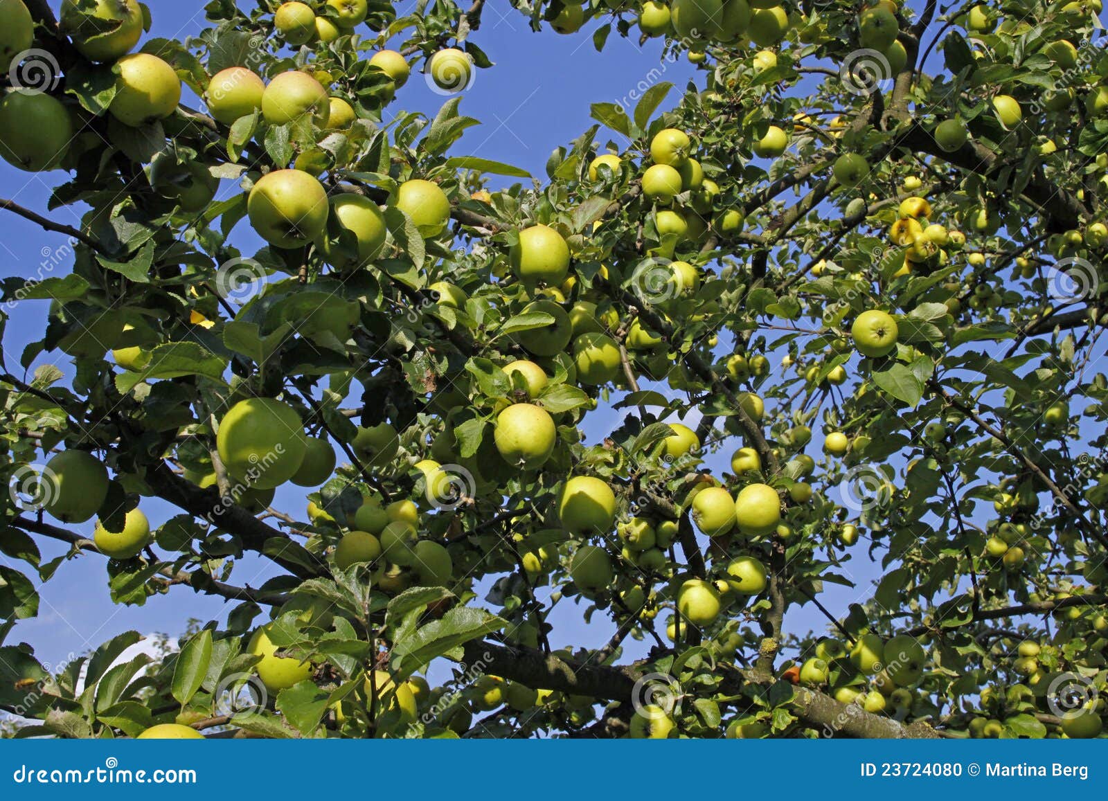 Apple tree stock photo. Image of delicious, orchards - 23724080