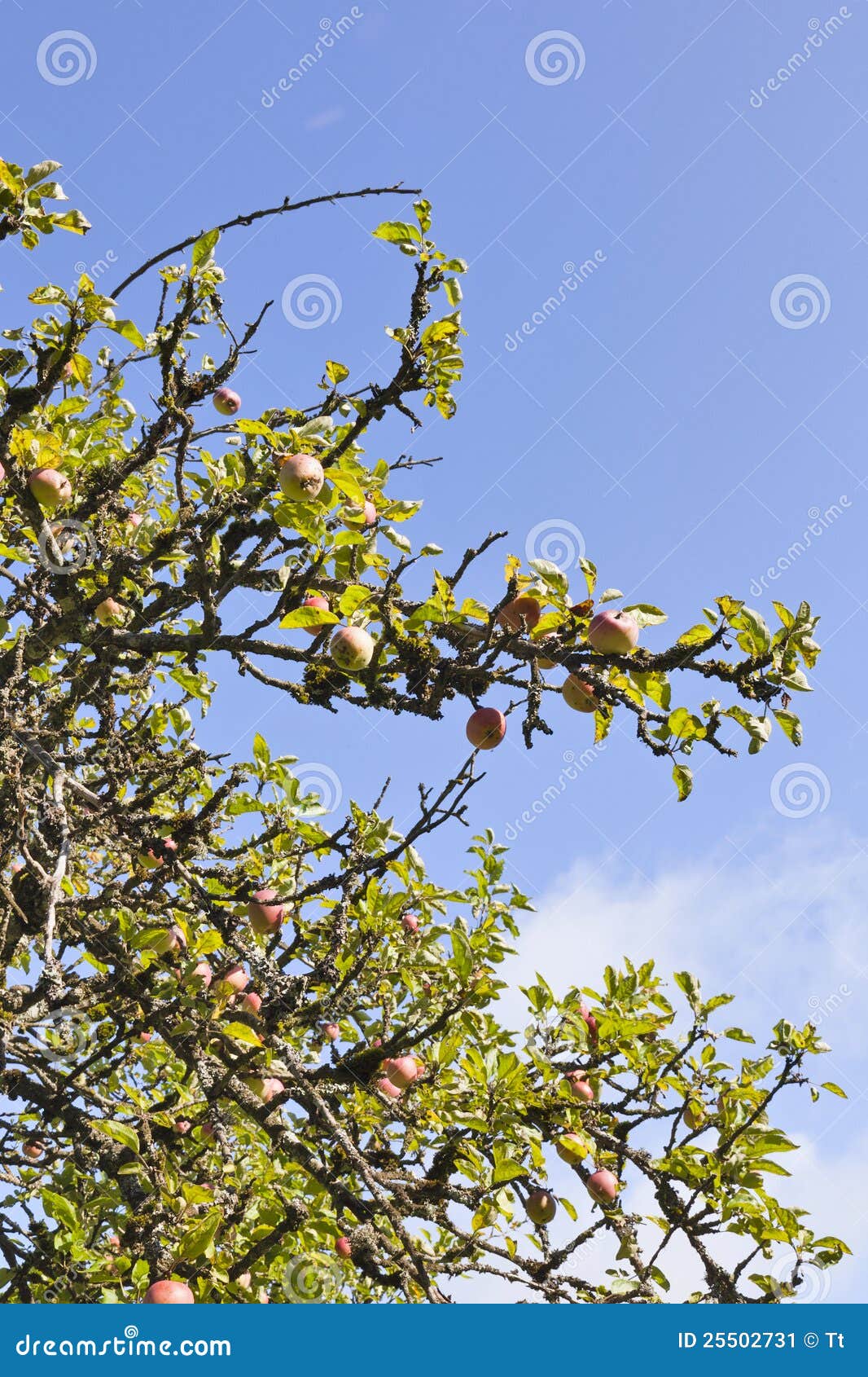 Apple tree stock image. Image of gardening, leaf, fruits - 25502731