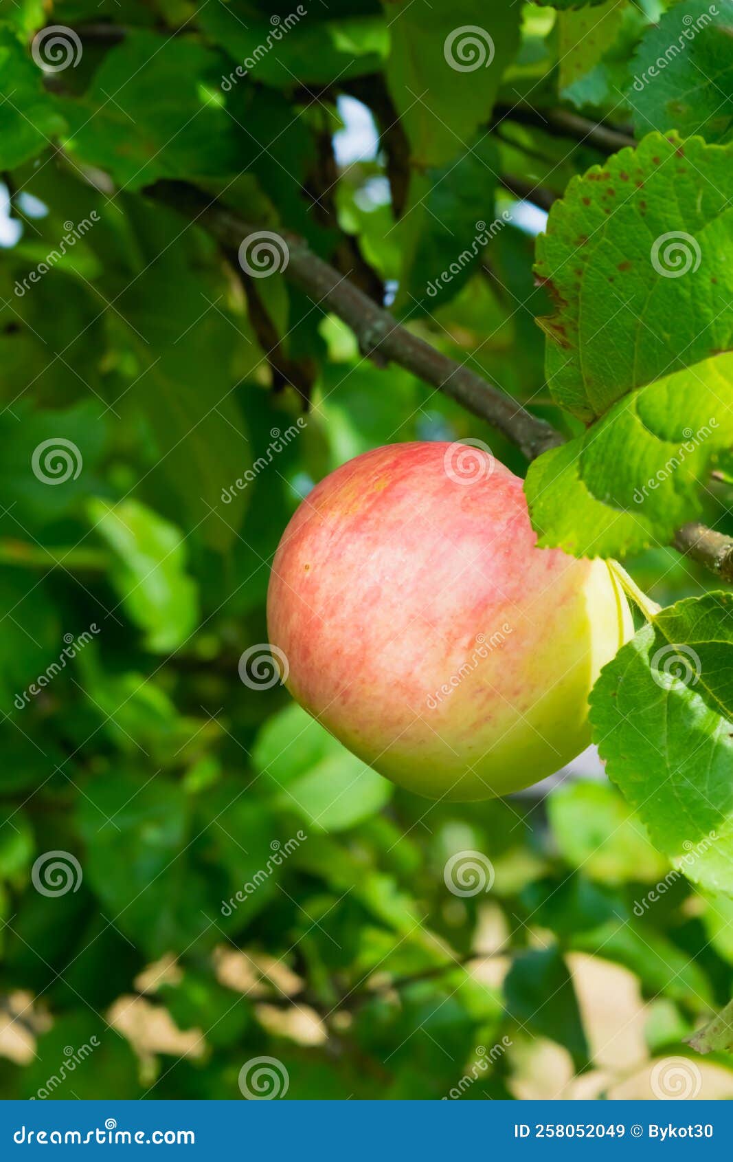 Apple on a Branch in the Garden, Close-up. Fruit Tree Stock Image ...