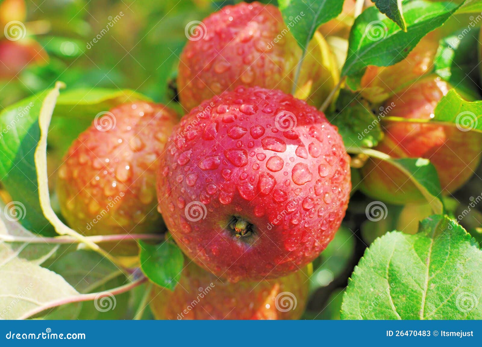 Apple on tree. stock image. Image of fall, eating, agriculture - 26470483