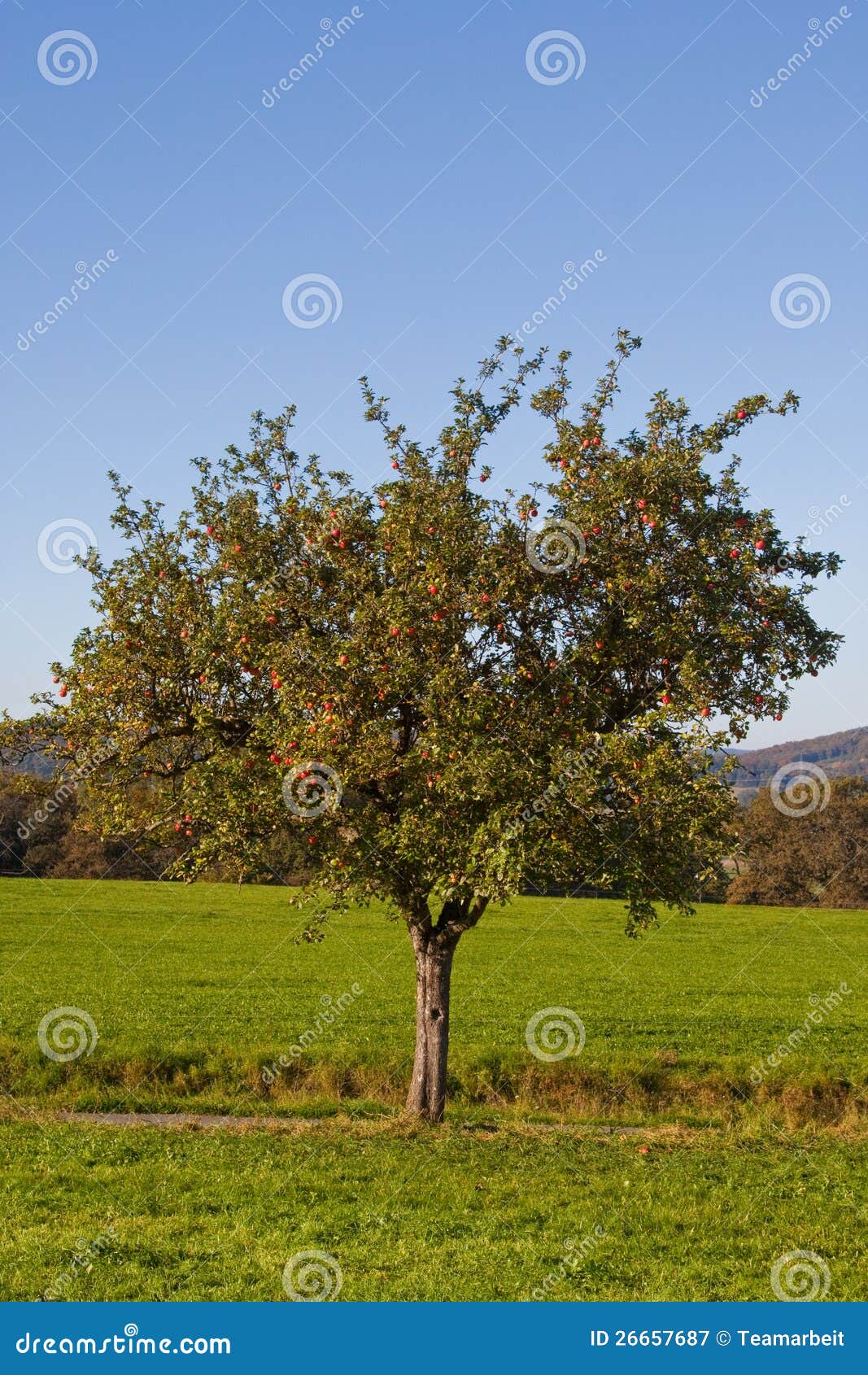 Apple tree stock image. Image of fruit, apple, tree, landscape - 26657687