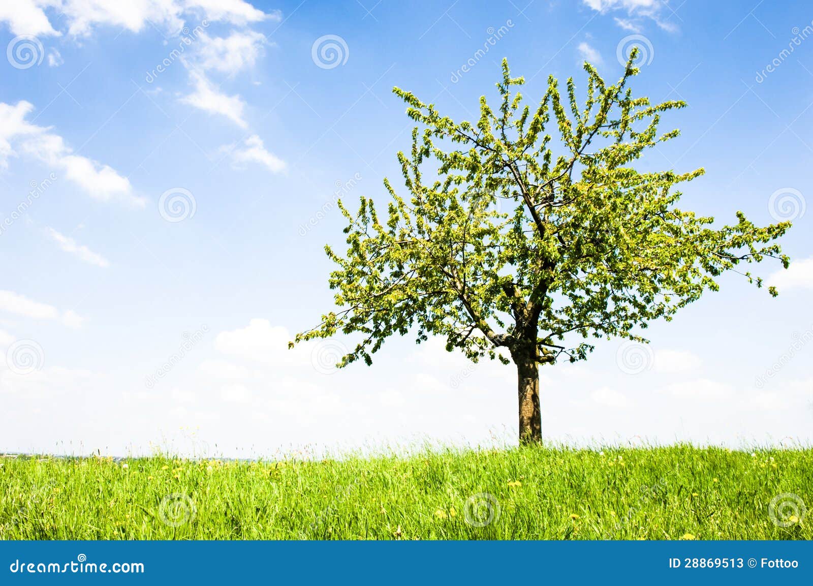 Apple tree stock image. Image of empty, land, nature - 28869513