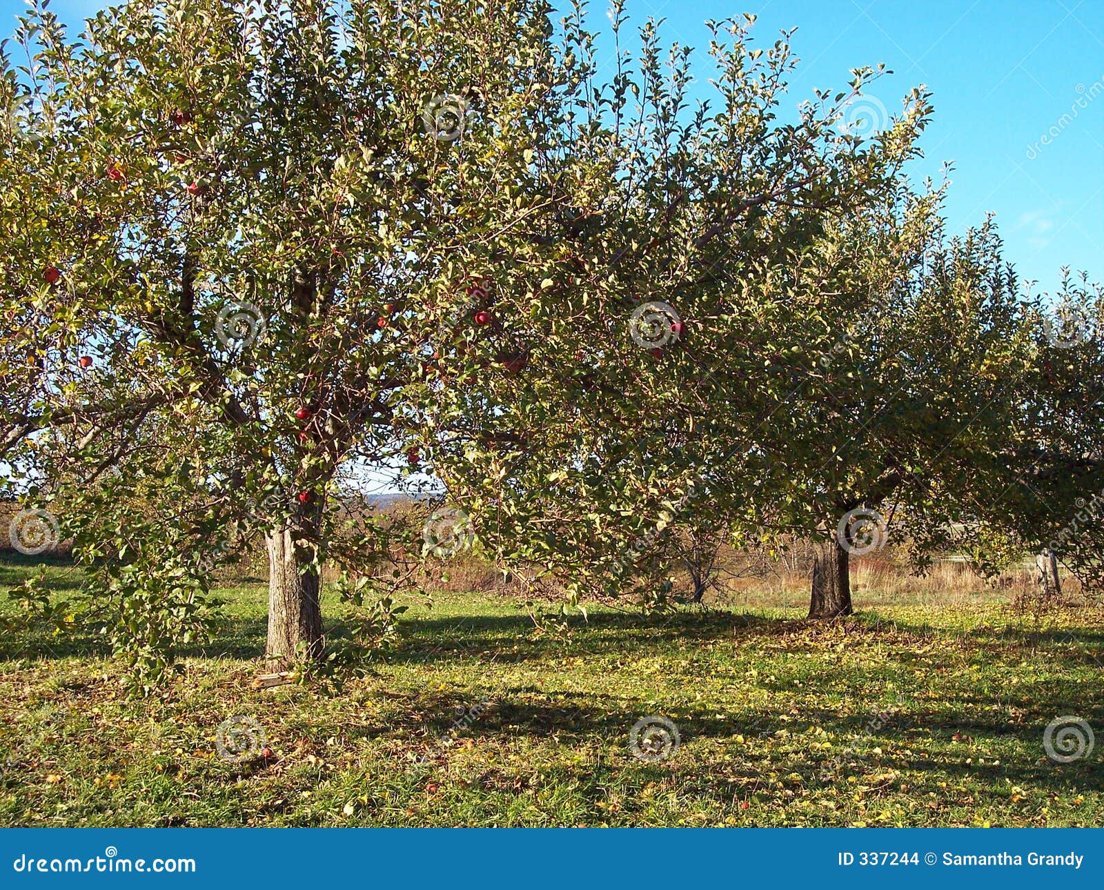 Apple Tree 3 stock photo. Image of farm, isolated, field - 337244