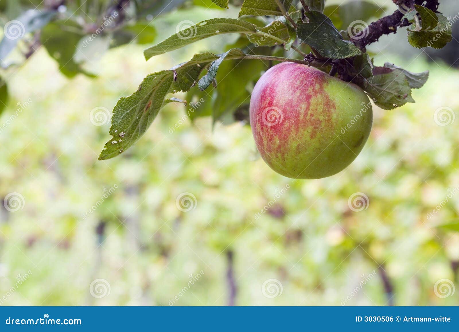 Apple tree stock photo. Image of apple, agricultural, crisp - 3030506