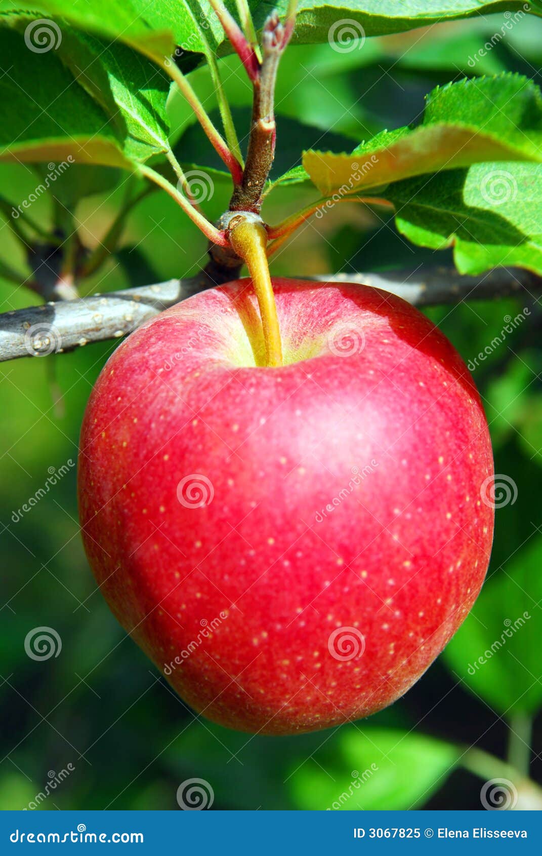 Apple on a tree stock image. Image of growing, apple, detail - 3067825