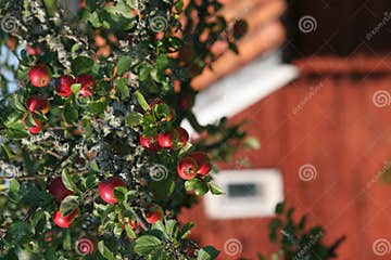 Apple tree stock image. Image of fruit, countryside, fall - 364461