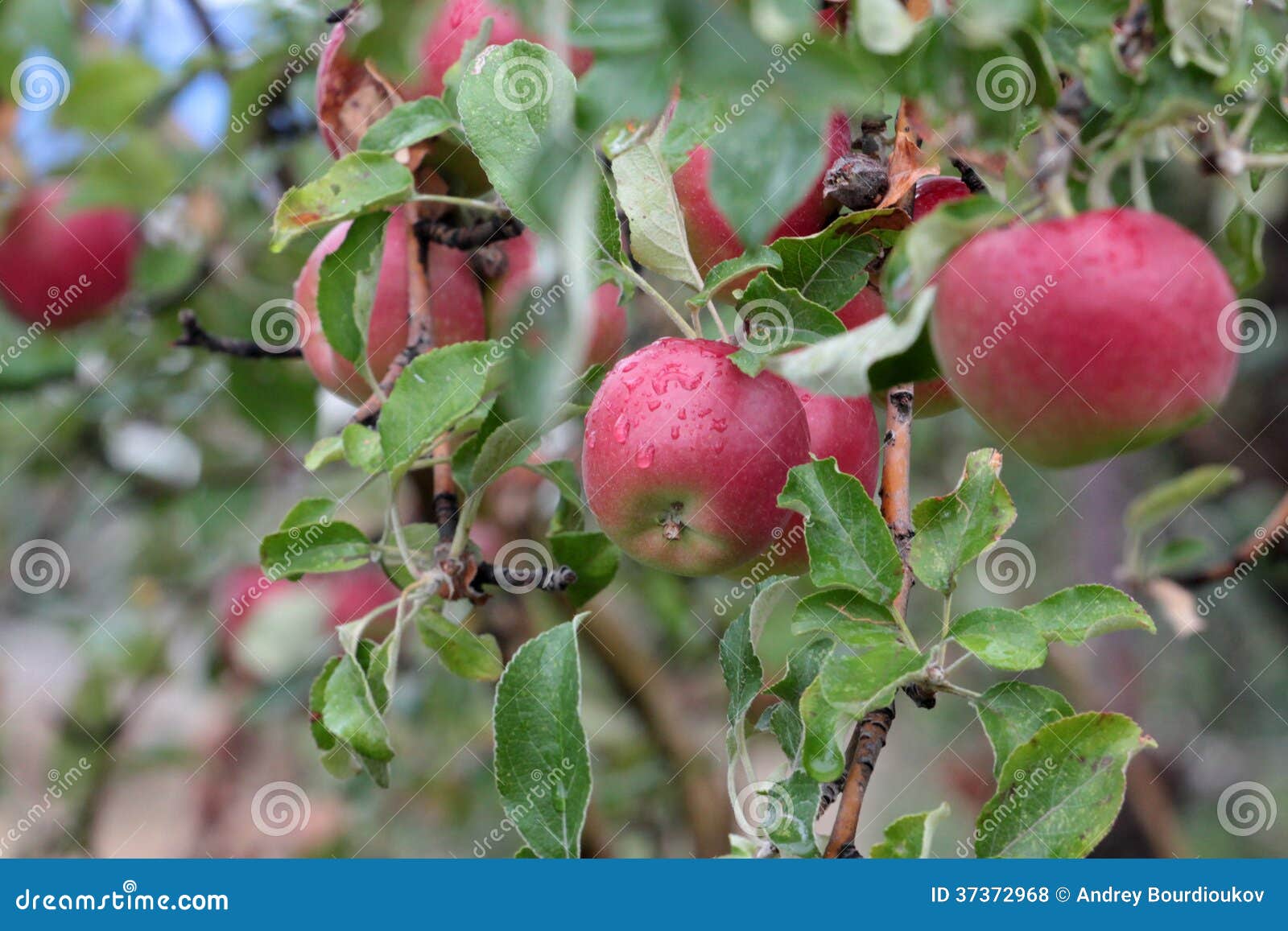 Apple on the tree stock photo. Image of gourmet, freshness - 37372968